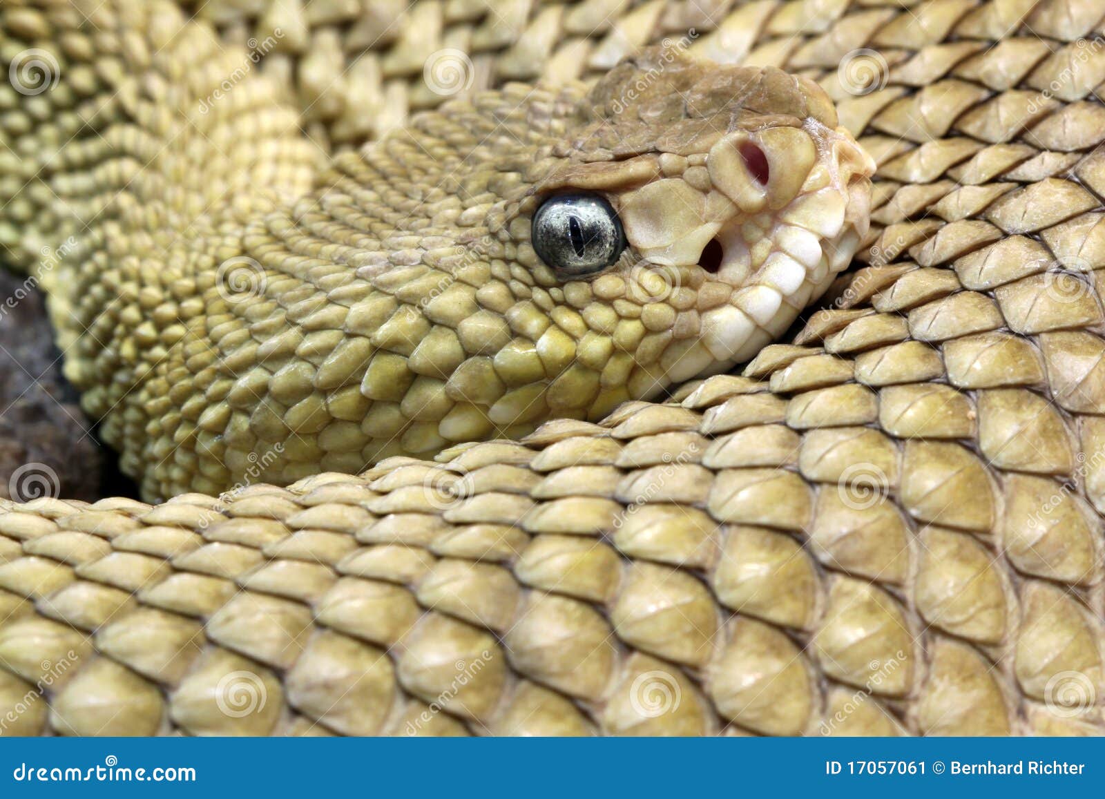 Mexican West-coast Rattlesnake Stock Image - Image of sonora, poisonous ...