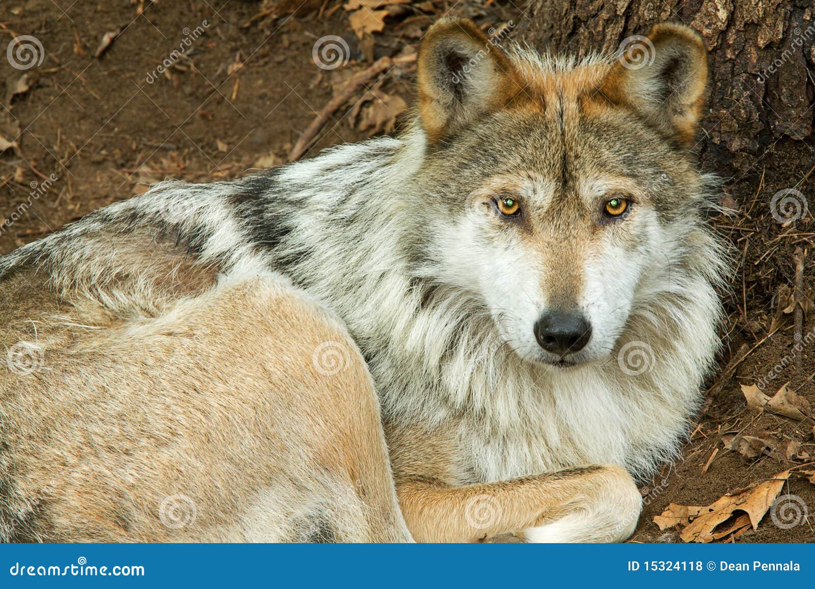 Mexican Wolf Howling Stock Photo | CartoonDealer.com #86350428