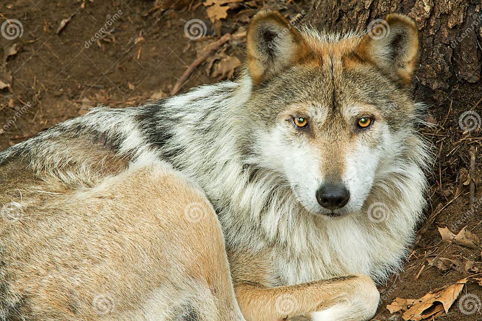 Mexican Wolf stock photo. Image of outdoors, natural - 15324118