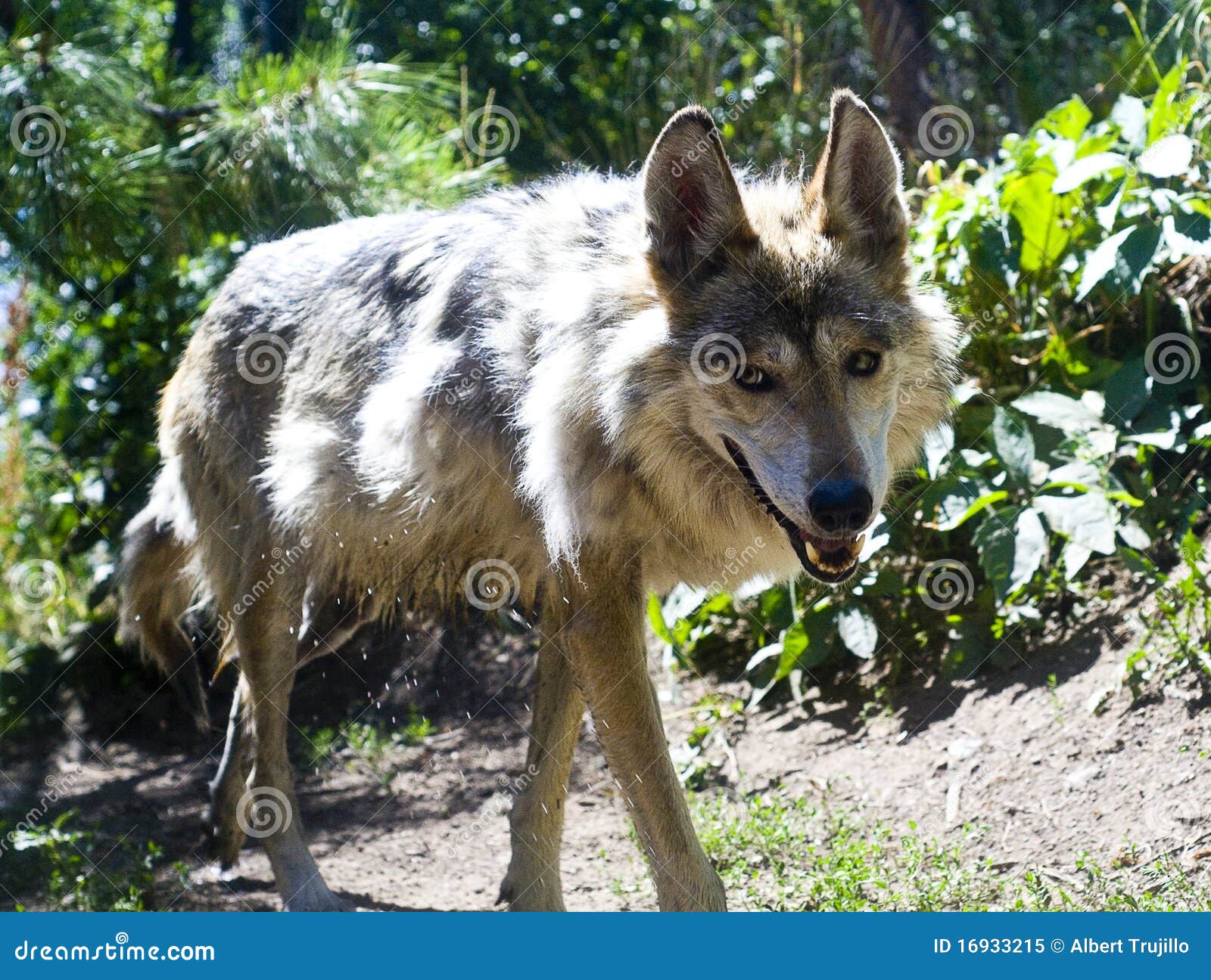 Mexican Wolf Howling Stock Photo | CartoonDealer.com #86350428