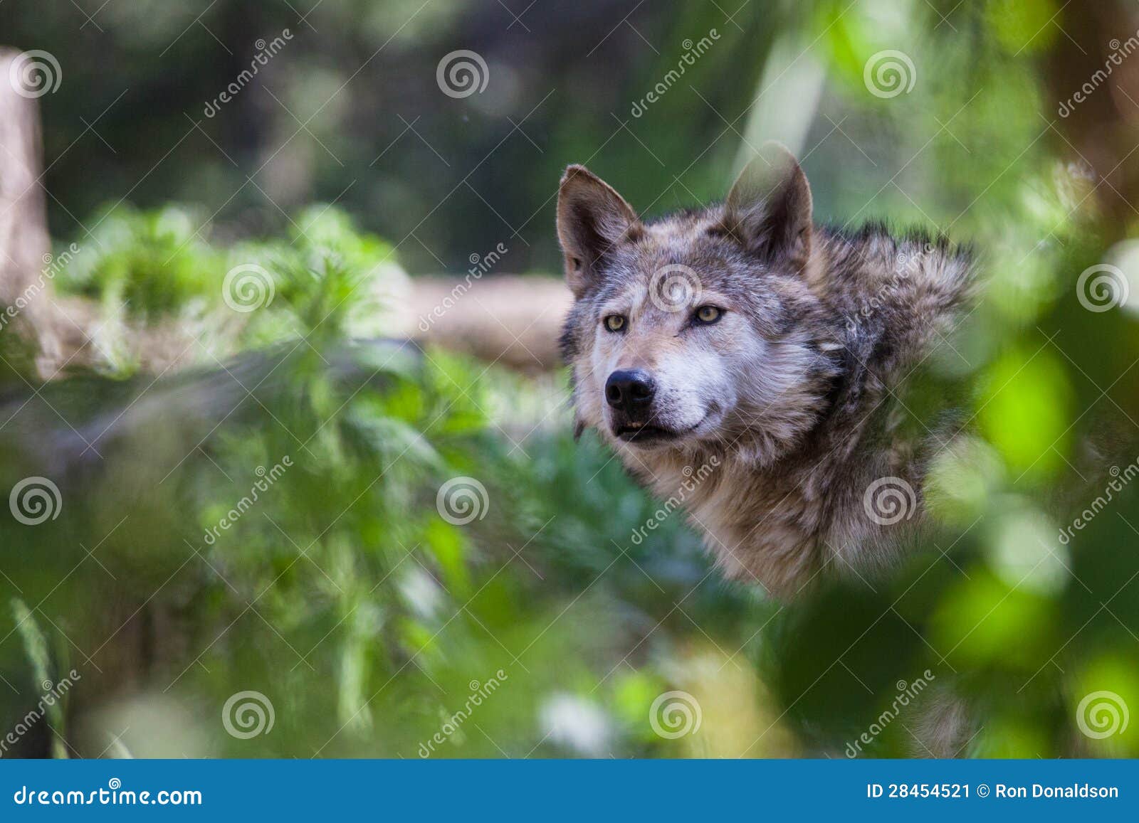 Mexican Wolf Howling Stock Photo | CartoonDealer.com #86350428