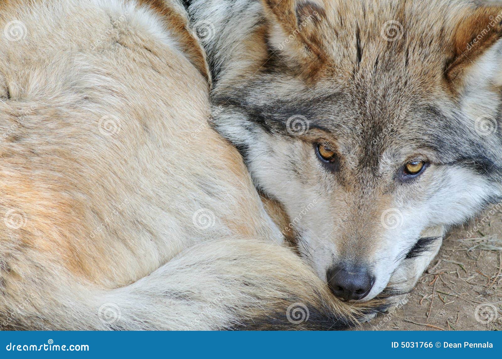 Mexican Wolf Howling Stock Photo | CartoonDealer.com #86350428