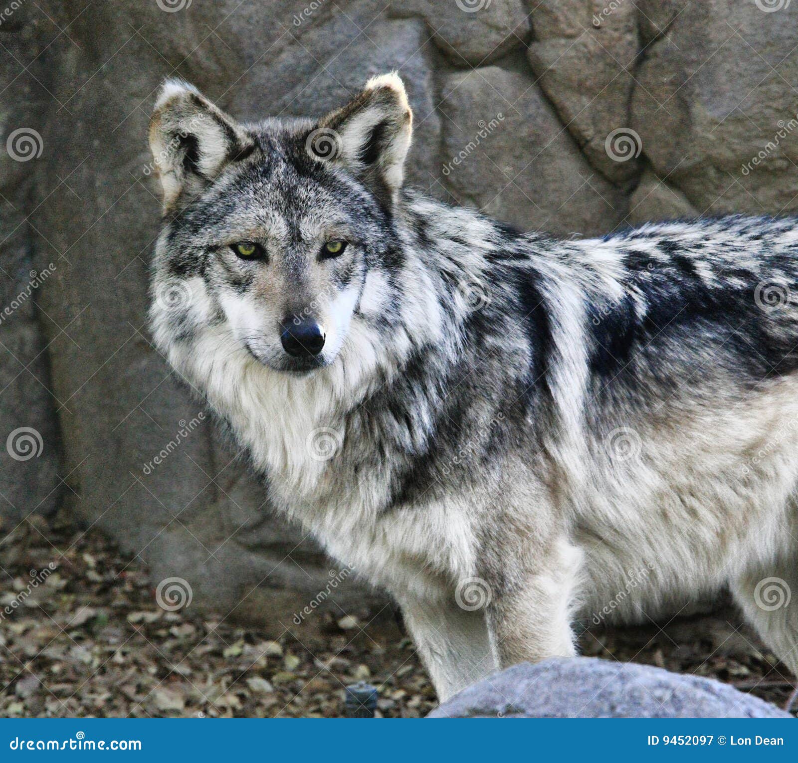 Mexican Wolf Howling Stock Photo | CartoonDealer.com #86350428