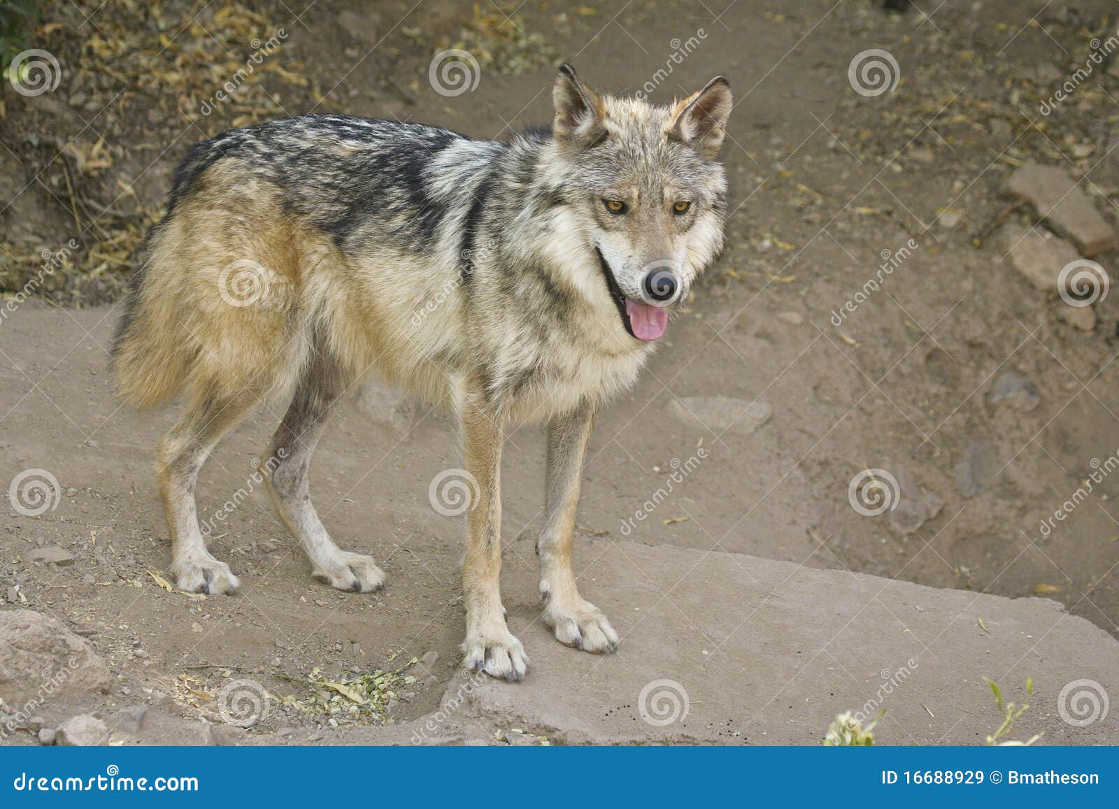 Mexican Wolf Howling Stock Photo | CartoonDealer.com #86350428