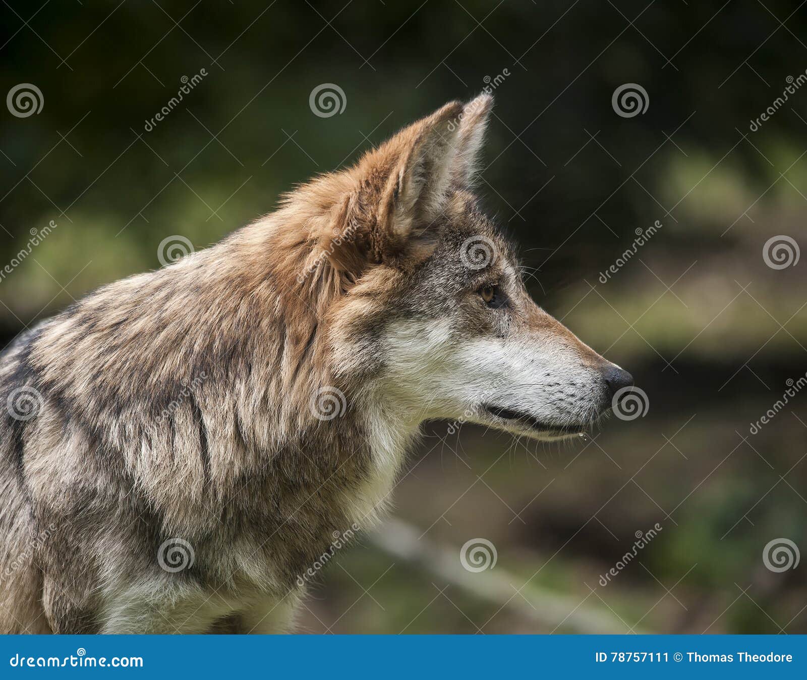 Mexican Wolf Howling Stock Photo | CartoonDealer.com #86350428