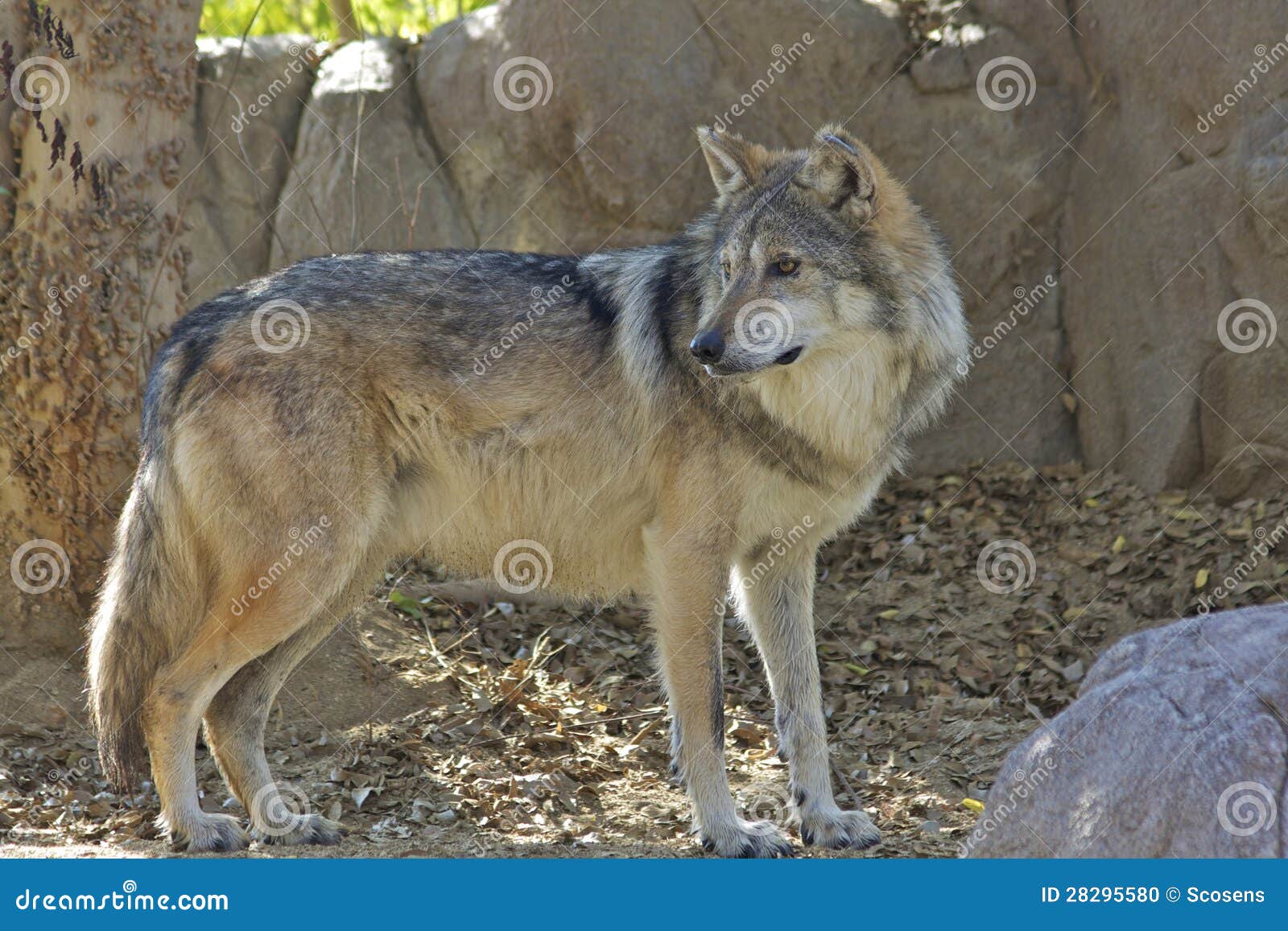 Mexican Wolf Howling Stock Photo | CartoonDealer.com #86350428