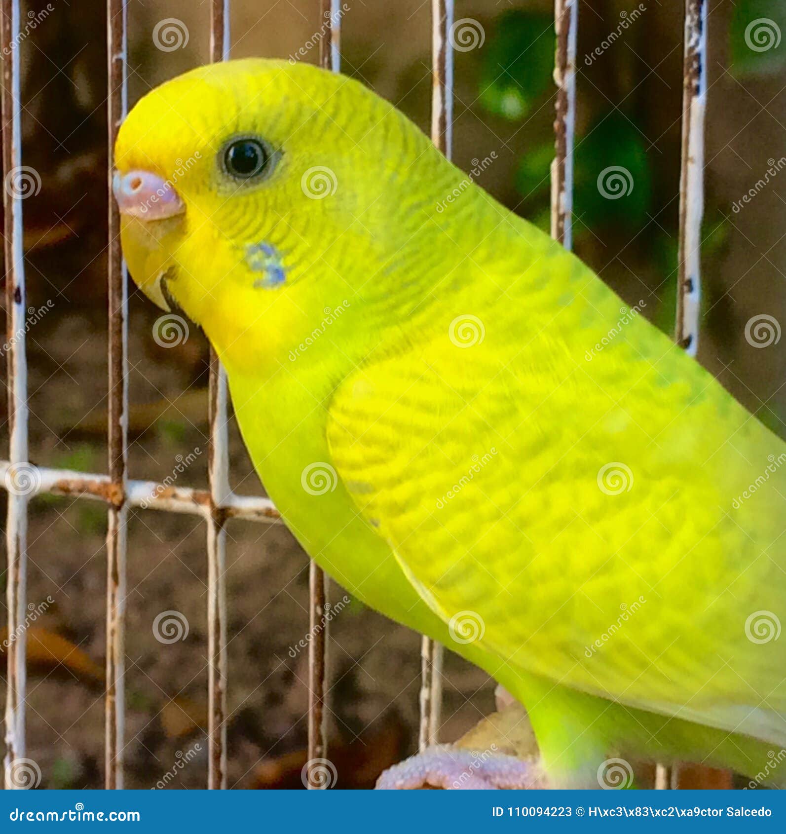 Perico amarillo stock image. Image of bird, amarillo - 110094223