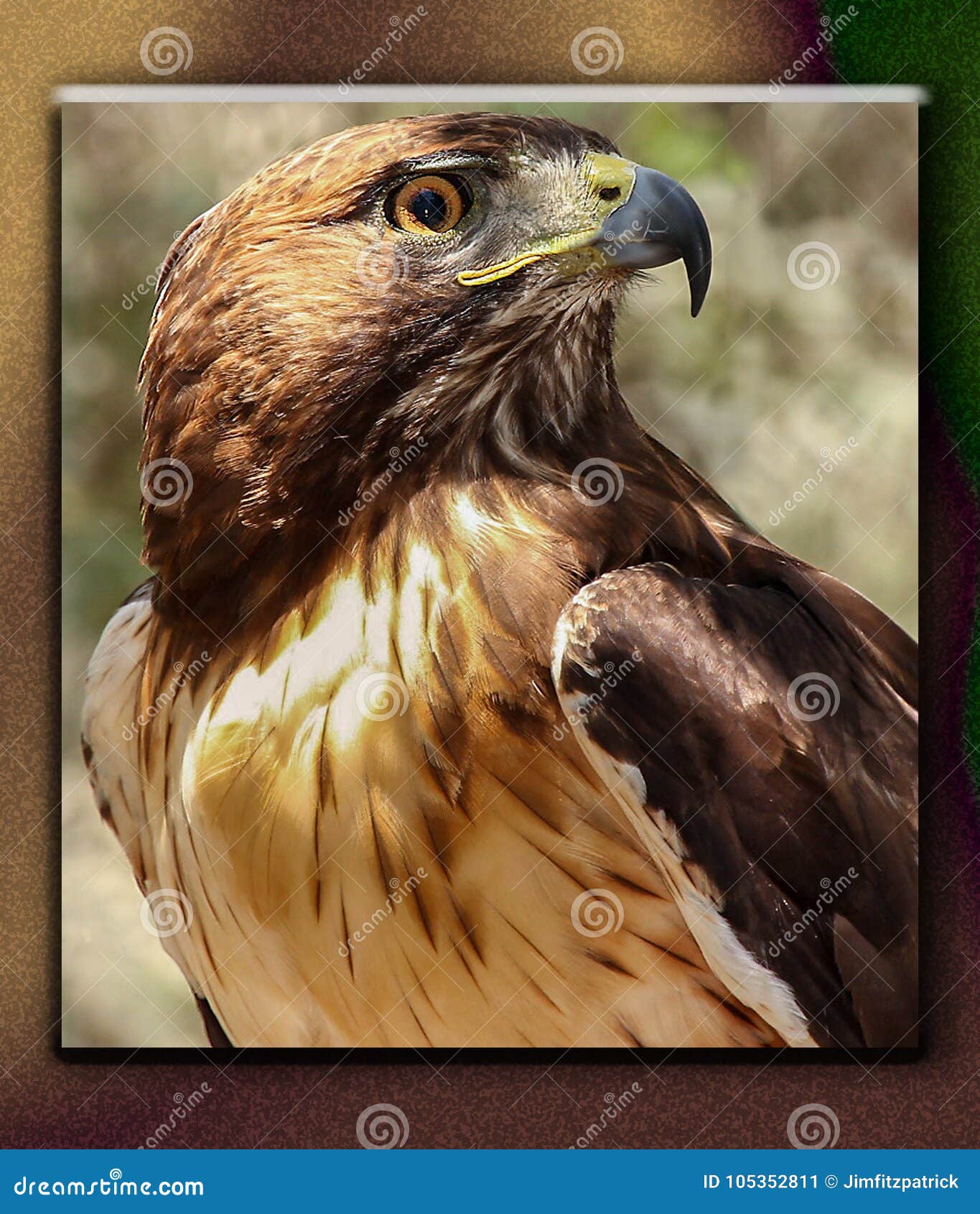 Mexico Hawk in Nuevo Vallarta Redactionele Foto - Image of grazen, wild ...