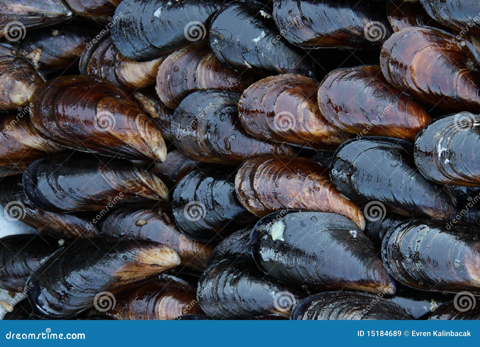 Mexilhão imagem de stock. Imagem de cozinhado, escudo - 15184689