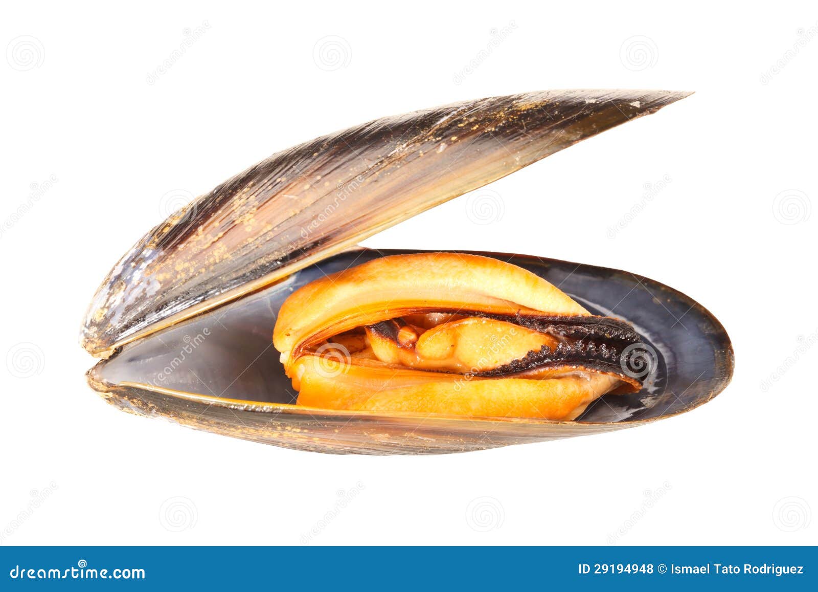 Mexilhão Fotos de Stock Royalty Free - Imagem: 29194948