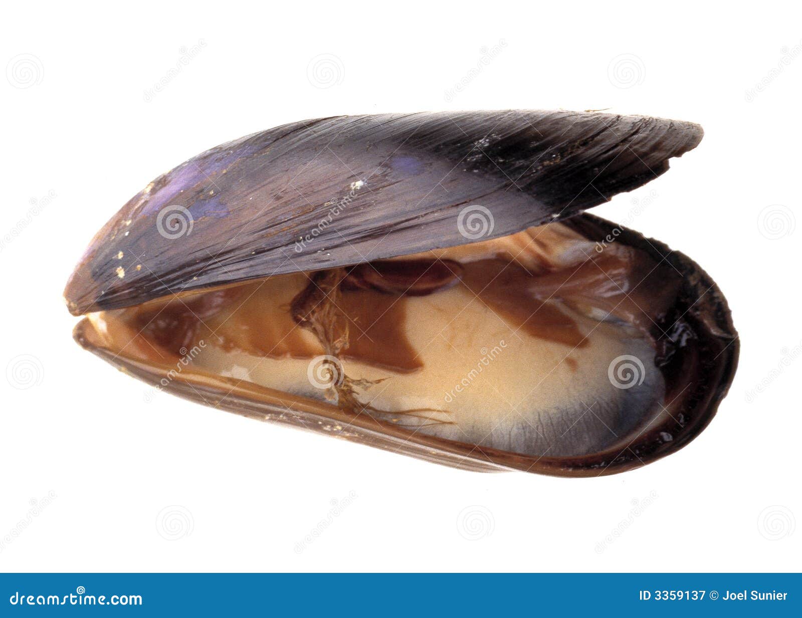 Mexilhão imagem de stock. Imagem de articulado, freshwater - 3359137