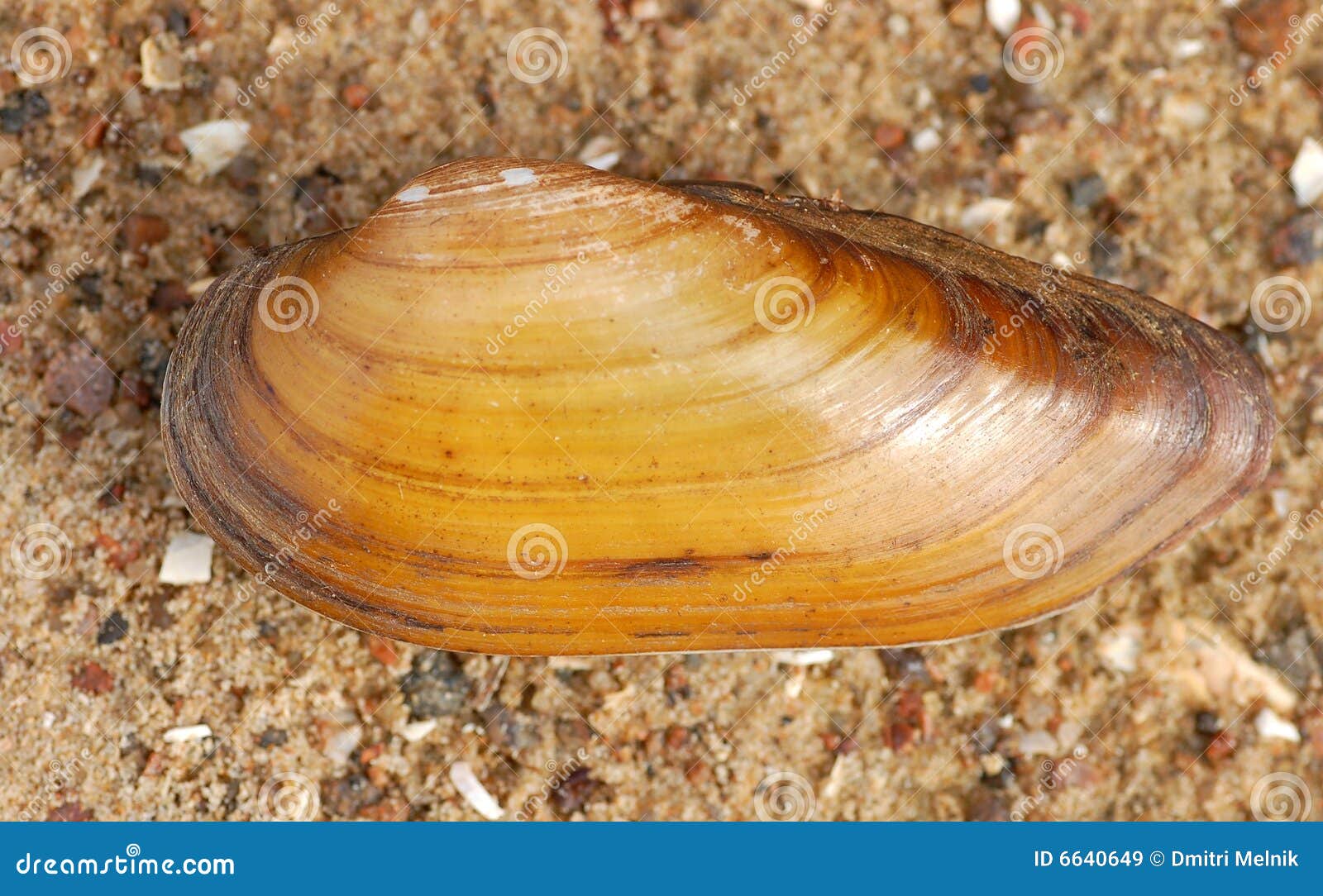 Mexilhão imagem de stock. Imagem de cockle, bege, espiral - 6640649
