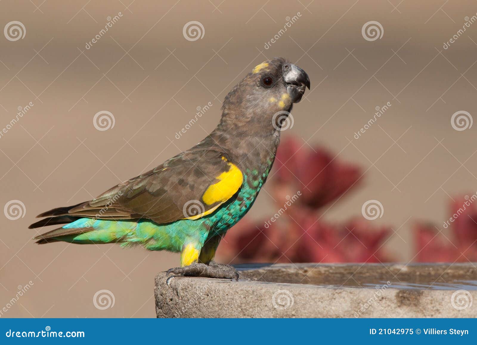 Meyer s parrot stock image. Image of bath, colorful, africa - 21042975