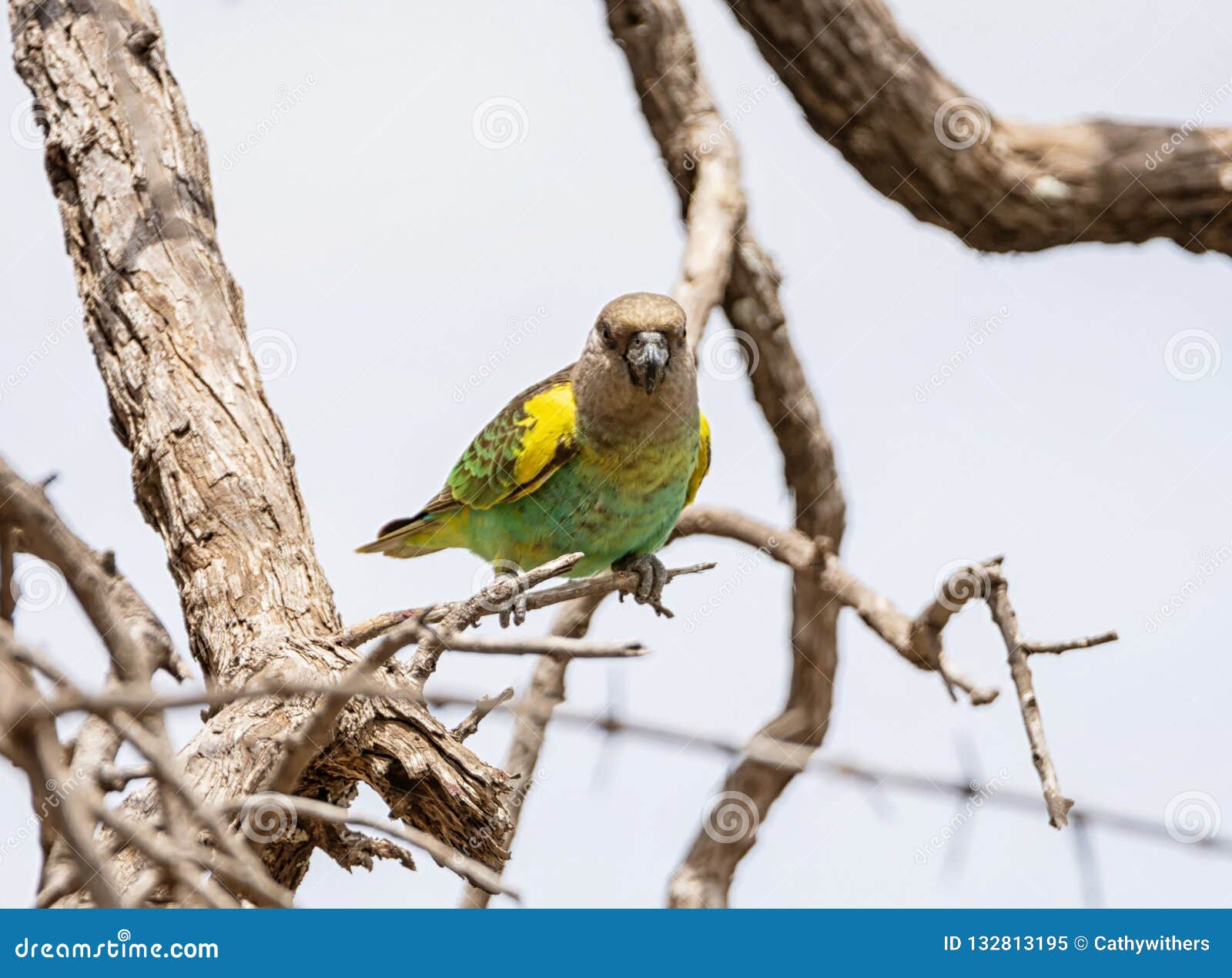 Meyer`s Parrot stock image. Image of colorful, closeup - 132813195