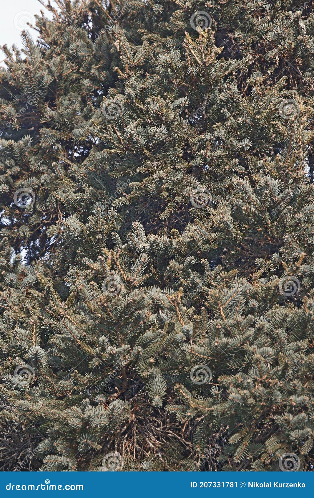 Meyer`s Spruce Picea Meyeri Stock Image - Image of botany, conifer ...
