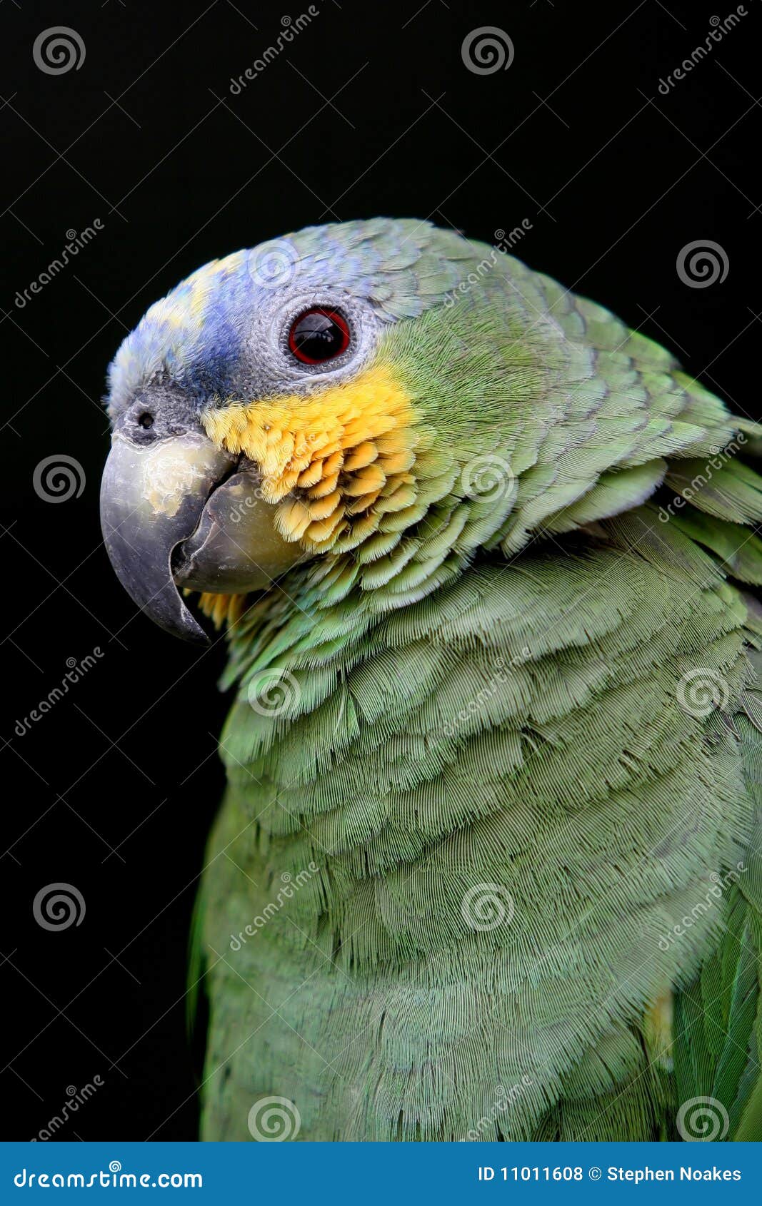 Meyers Parrot stock photo. Image of avian, beauty, feather - 11011608