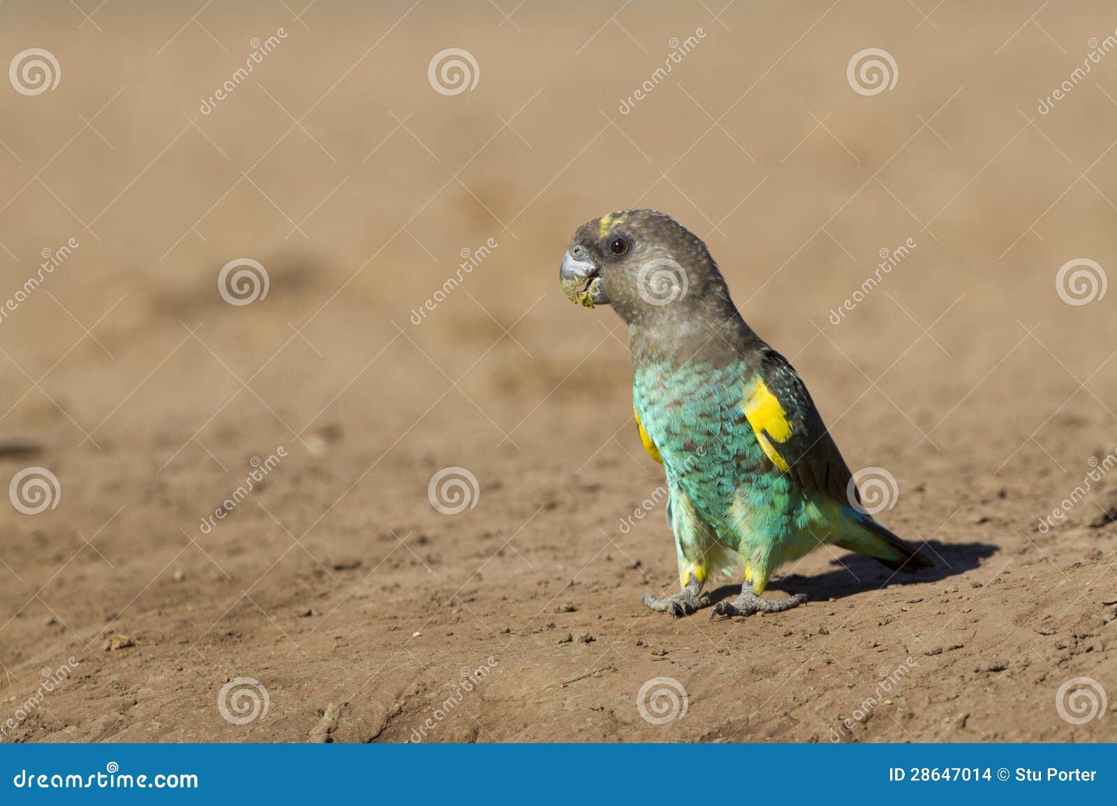 Meyers Parrot, (Poicephalus Meyeri) Botswana Stock Photo - Image of ...