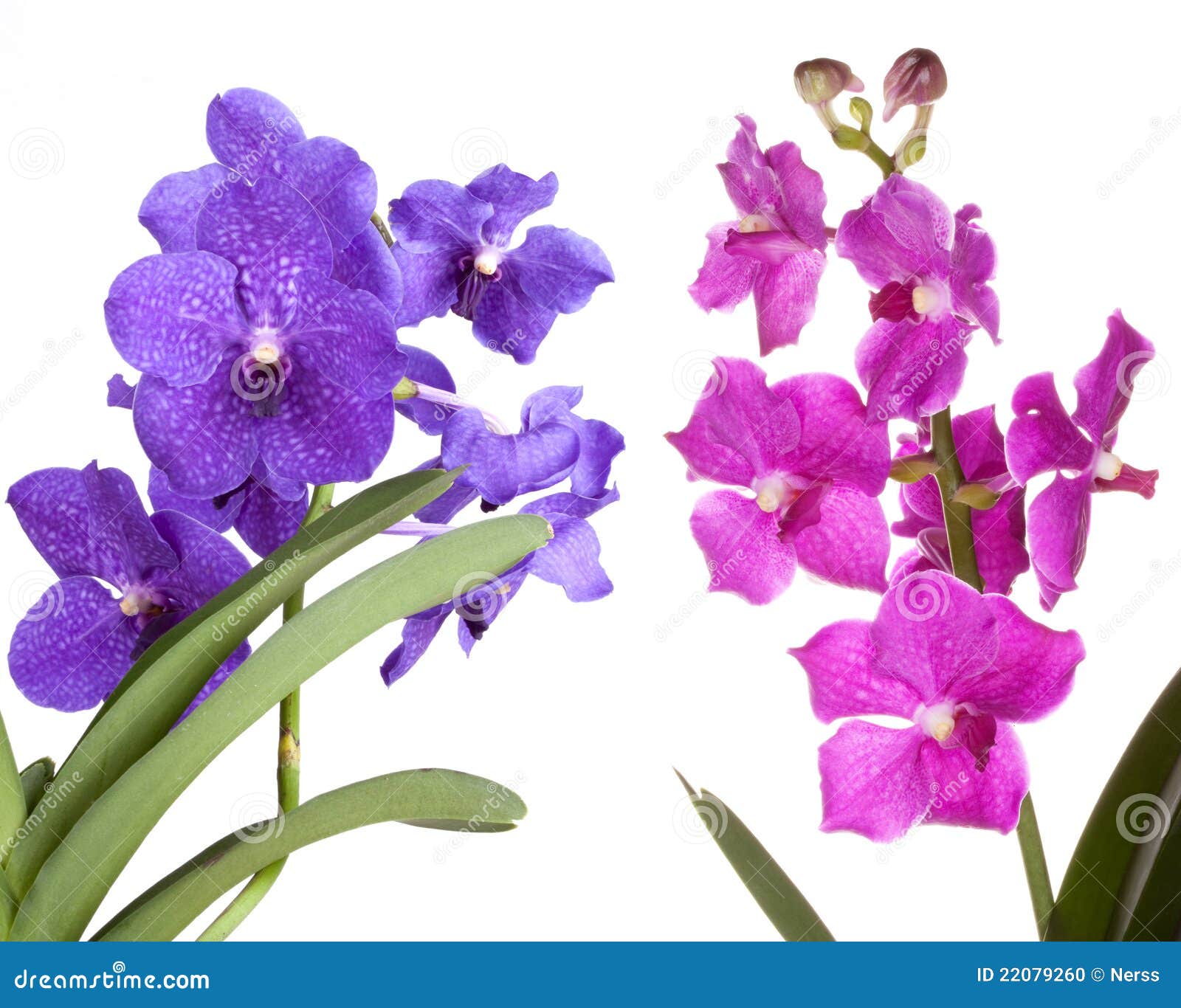 Mezcla De La Flor De Vanda De Las Orquídeas Foto de archivo - Imagen de ...
