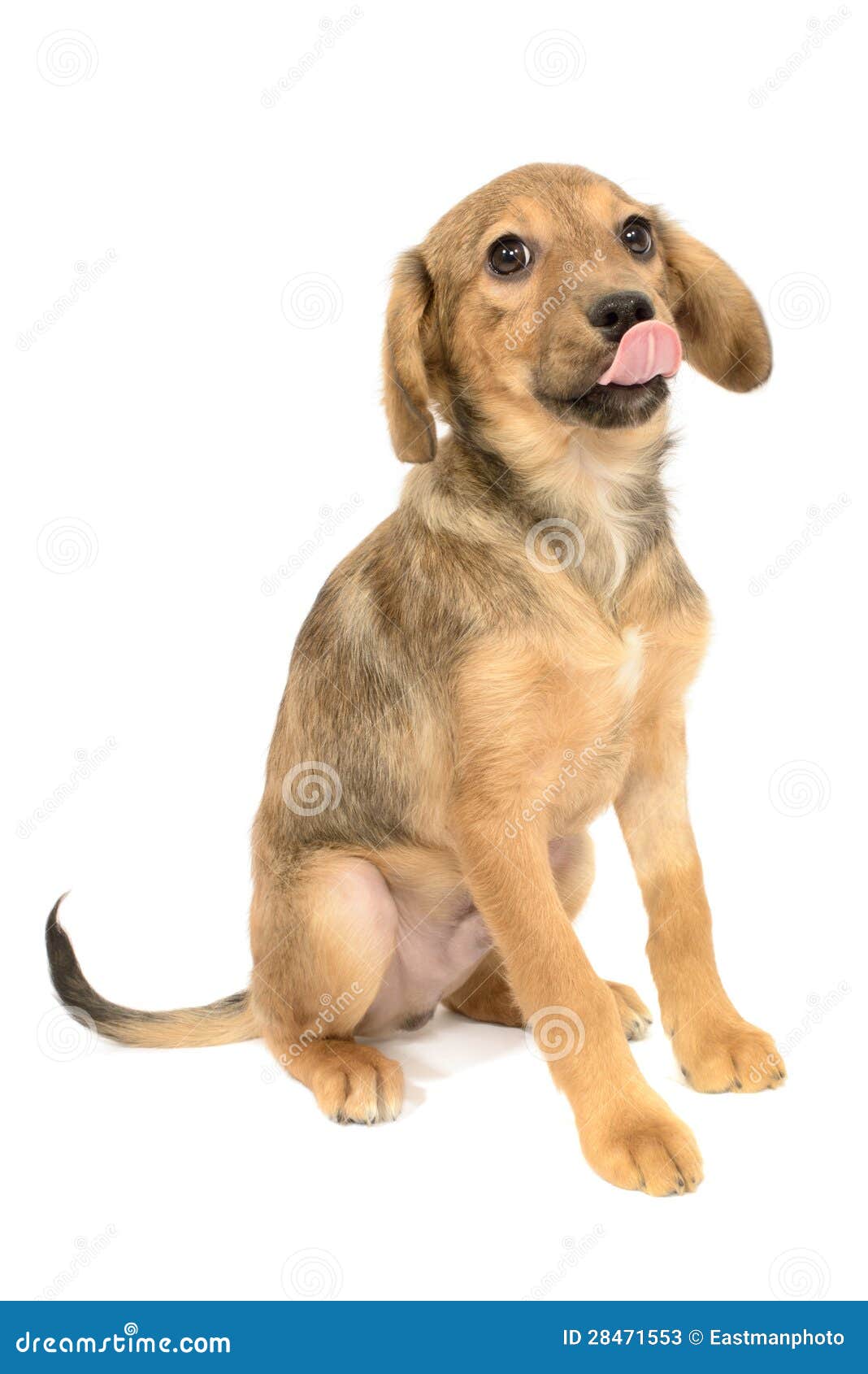 Mezcla Del Perrito Del Pastor De Labrador Imagen de archivo - Imagen de ...