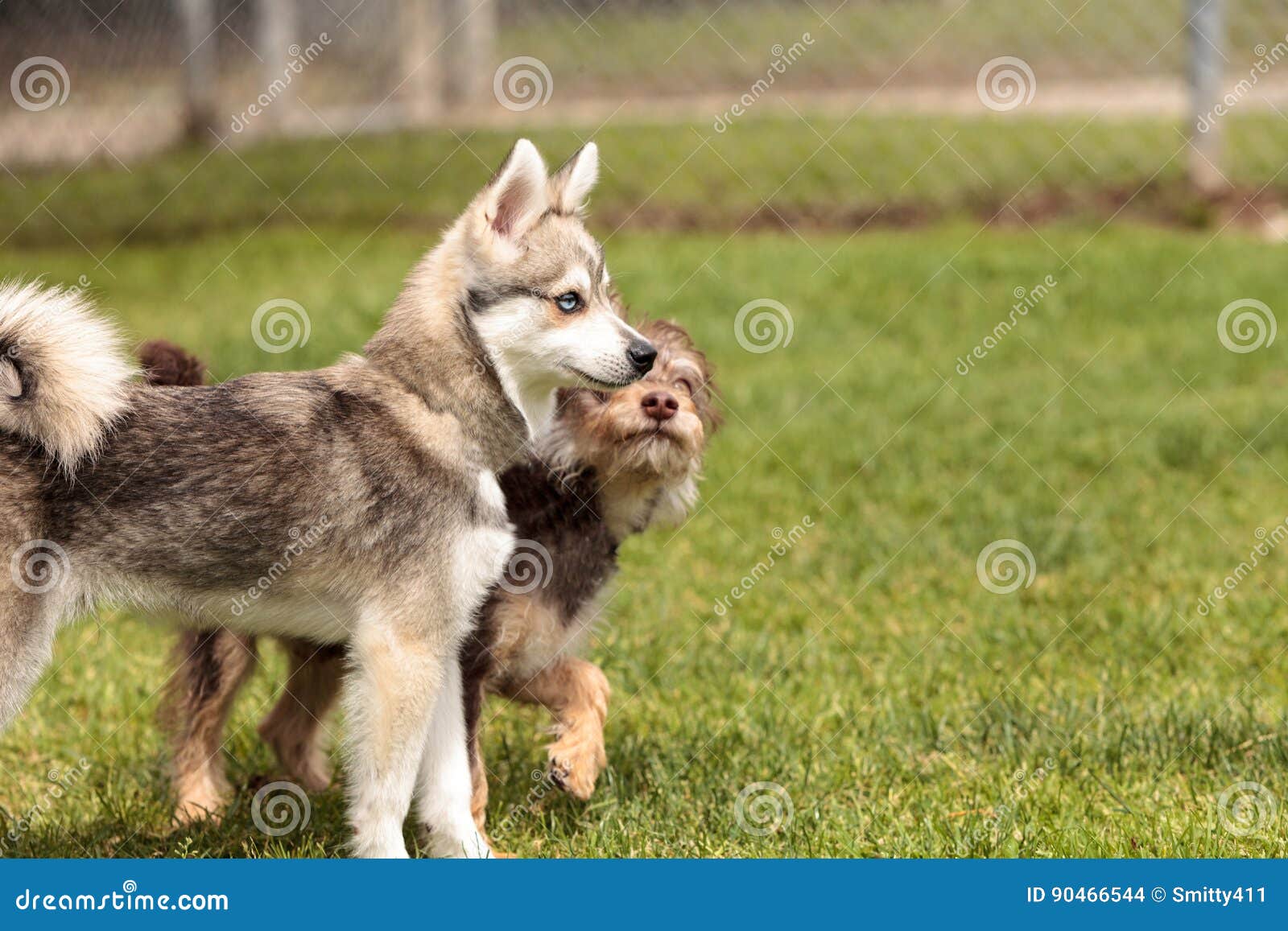 Son Husky Siberiano Mezclado Con Lobo