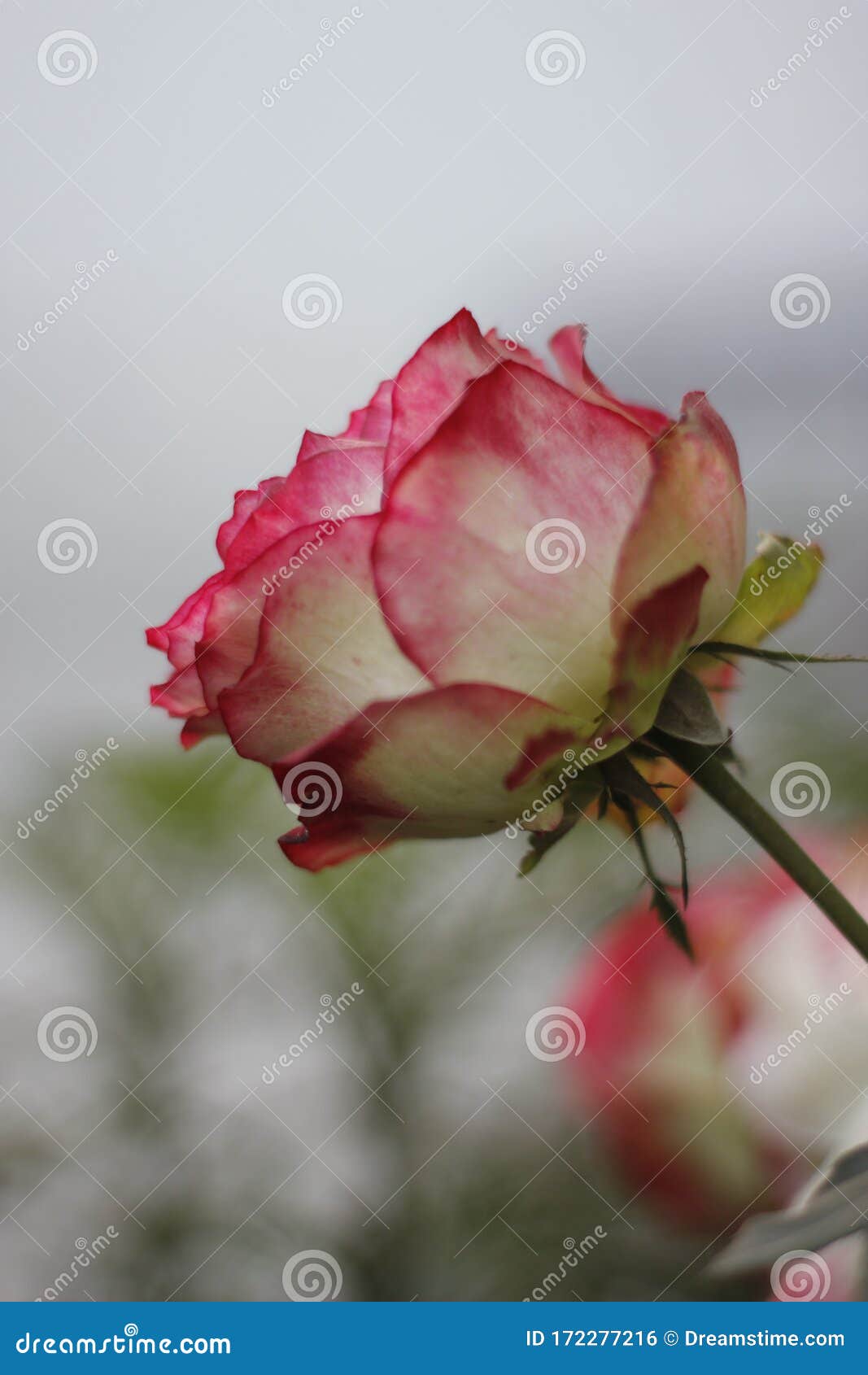 Mezcla Rosa Rosa Rosa Y Blanco Foto de archivo - Imagen de rosa, flor ...