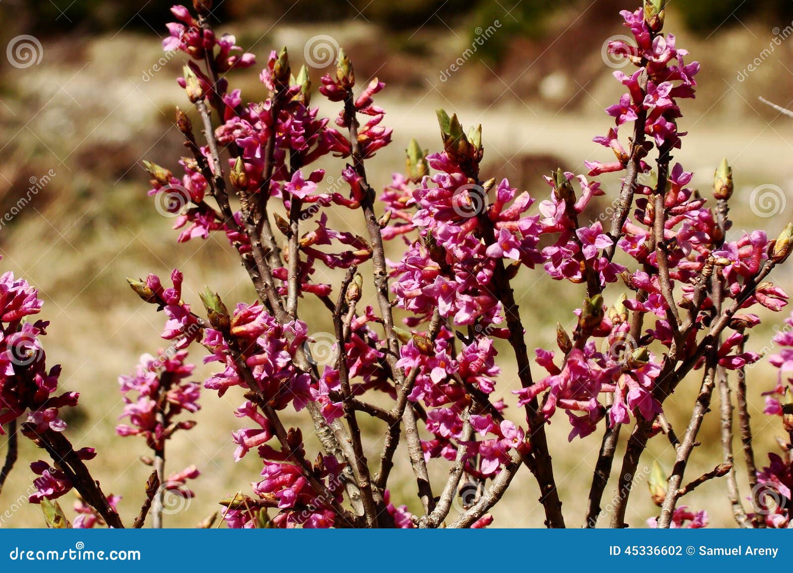 Mezereon stock photo. Image of mezereum, shrub, daphne - 45336602