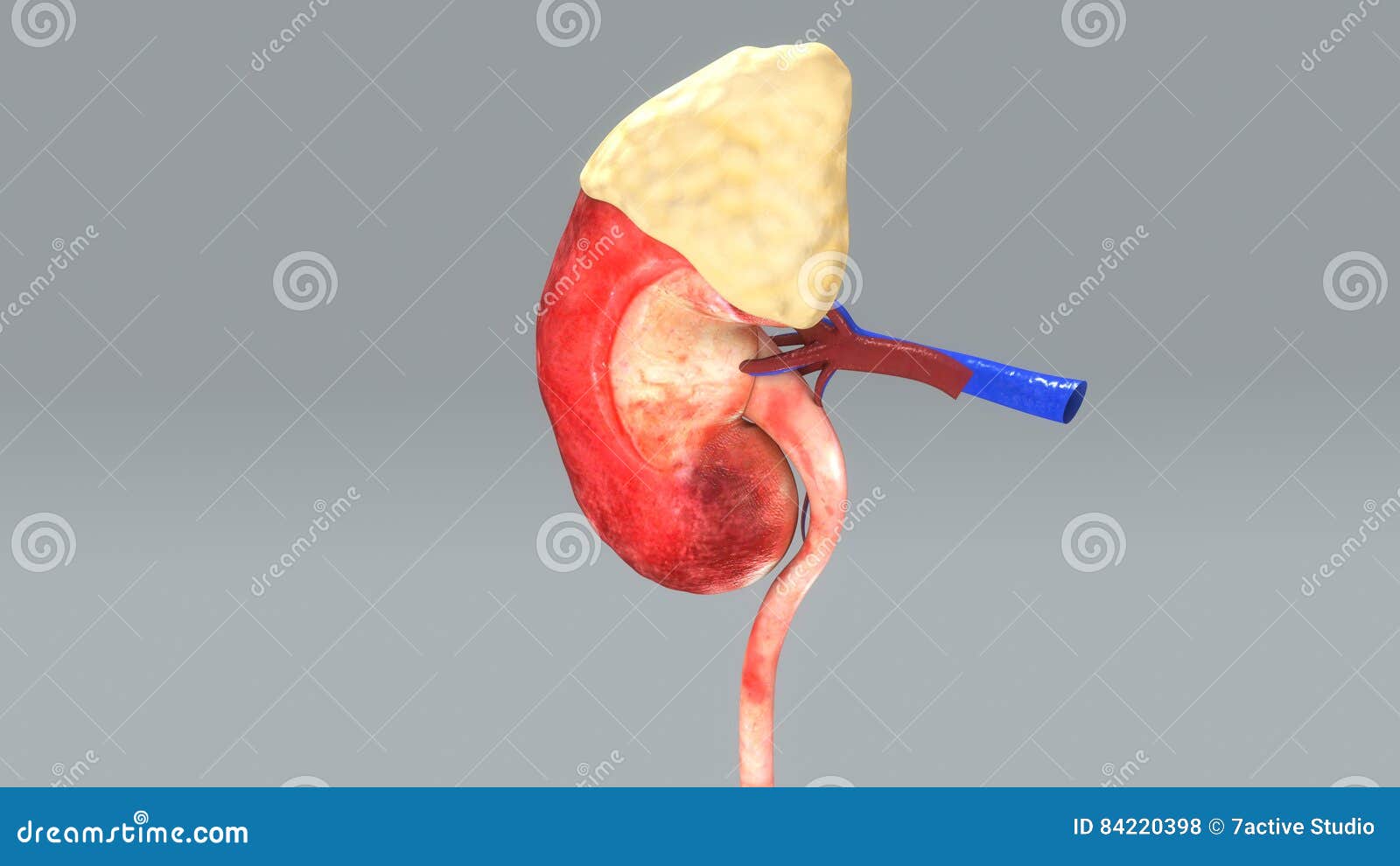 Mezza Vista Della Parte Posteriore Del Rene Illustrazione di Stock ...