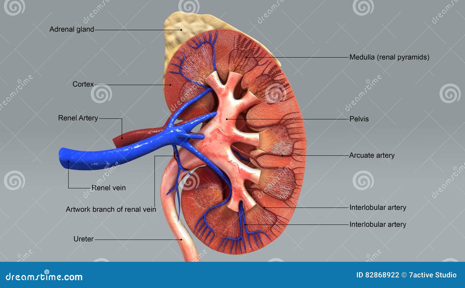 Mezzo rene Front View illustrazione di stock. Illustrazione di sfondo ...