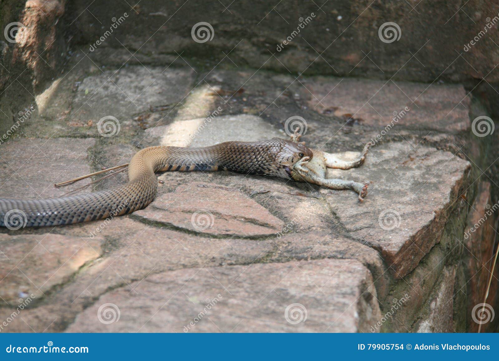 Mfezi 3 foto de archivo. Imagen de recorrido, venido - 79905754