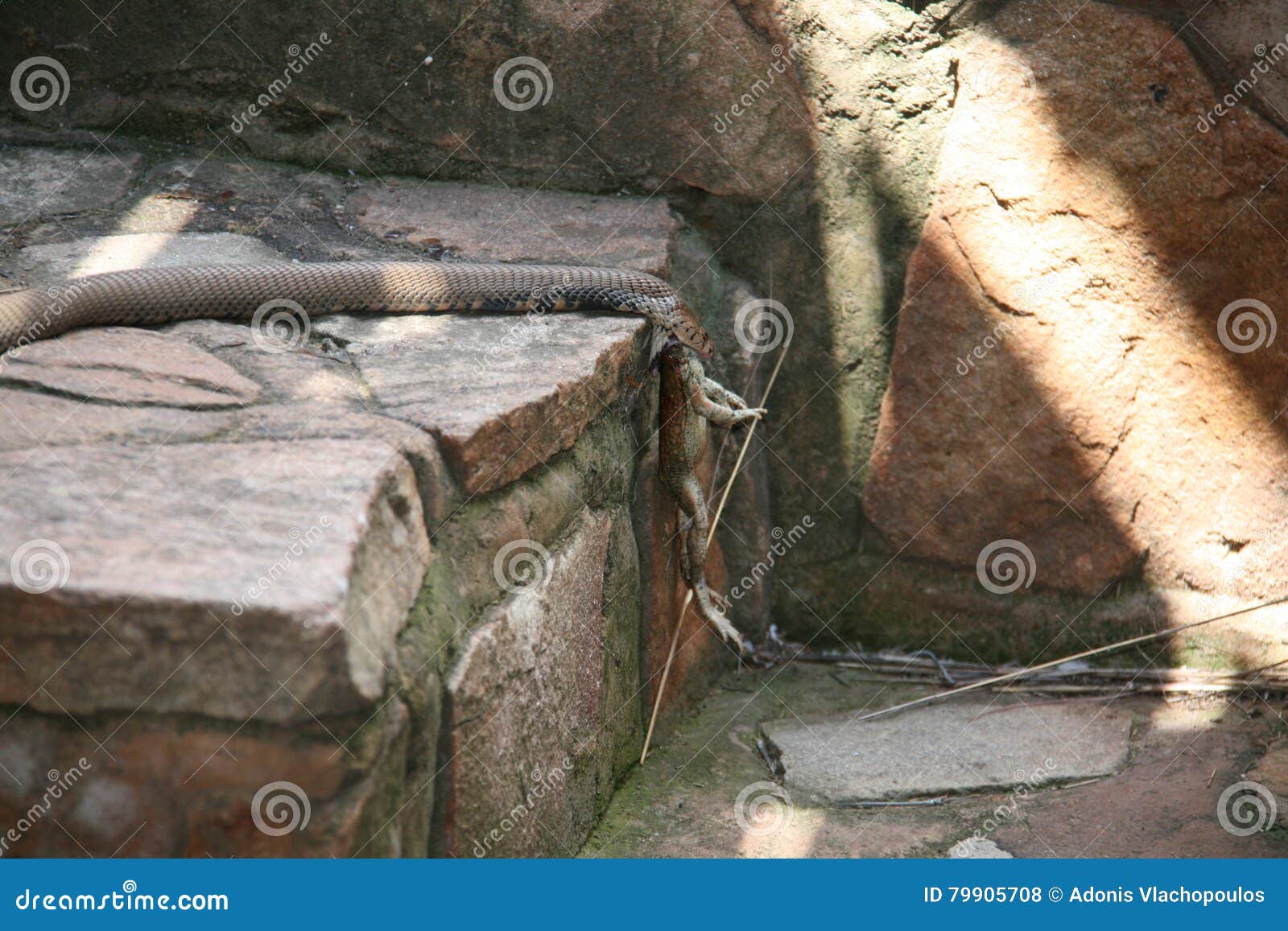 Mfezi 2 stock photo. Image of mozambique, hunting, spitting - 79905708