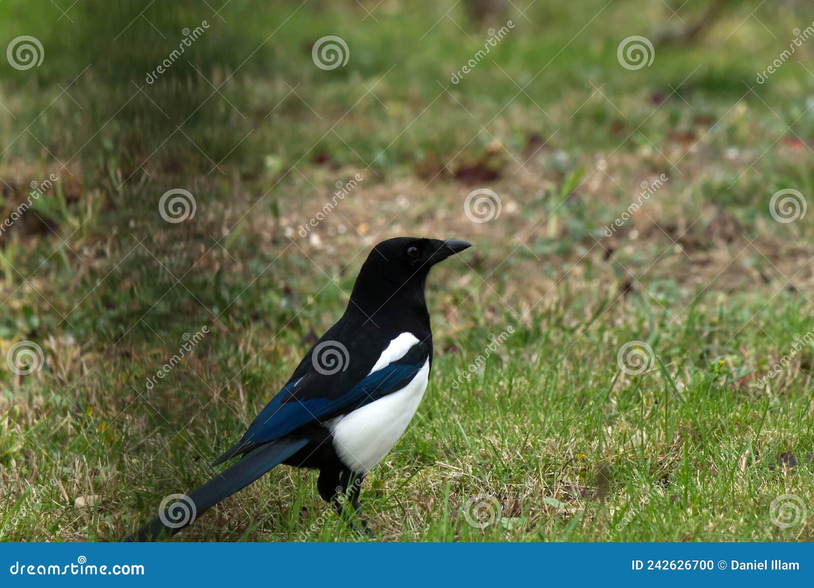 Magpie Europe France in the Middle of the Grass Stock Photo - Image of ...