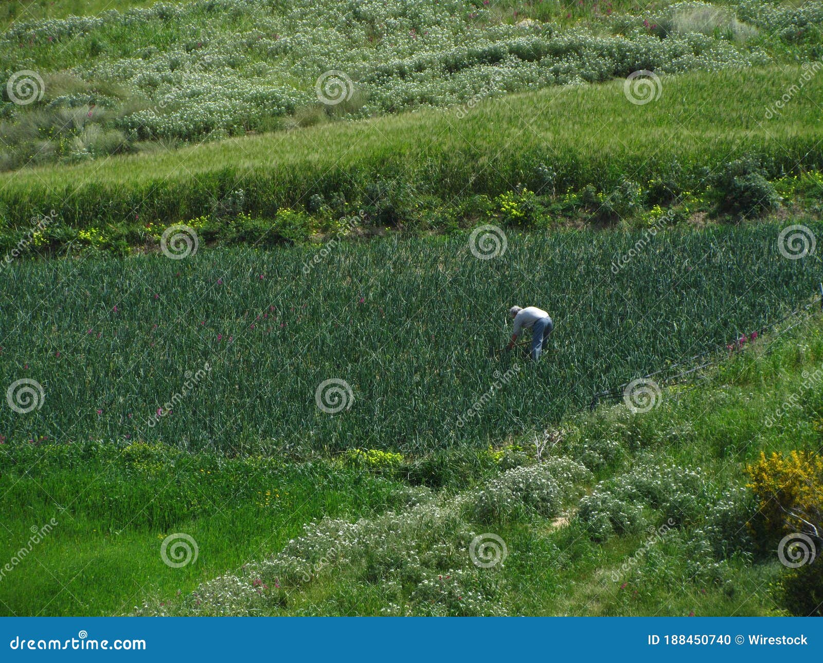 MGARR, MALTA - Mar 31, 2014: Maltese Farmer Working and Growing Crops ...