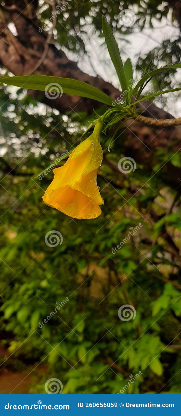 MH 50 karad stock image. Image of sunlight, blossom - 260656059