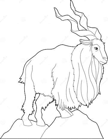 Outlined Markhor Animal Cartoon Character on Top of a Mountain Peak ...