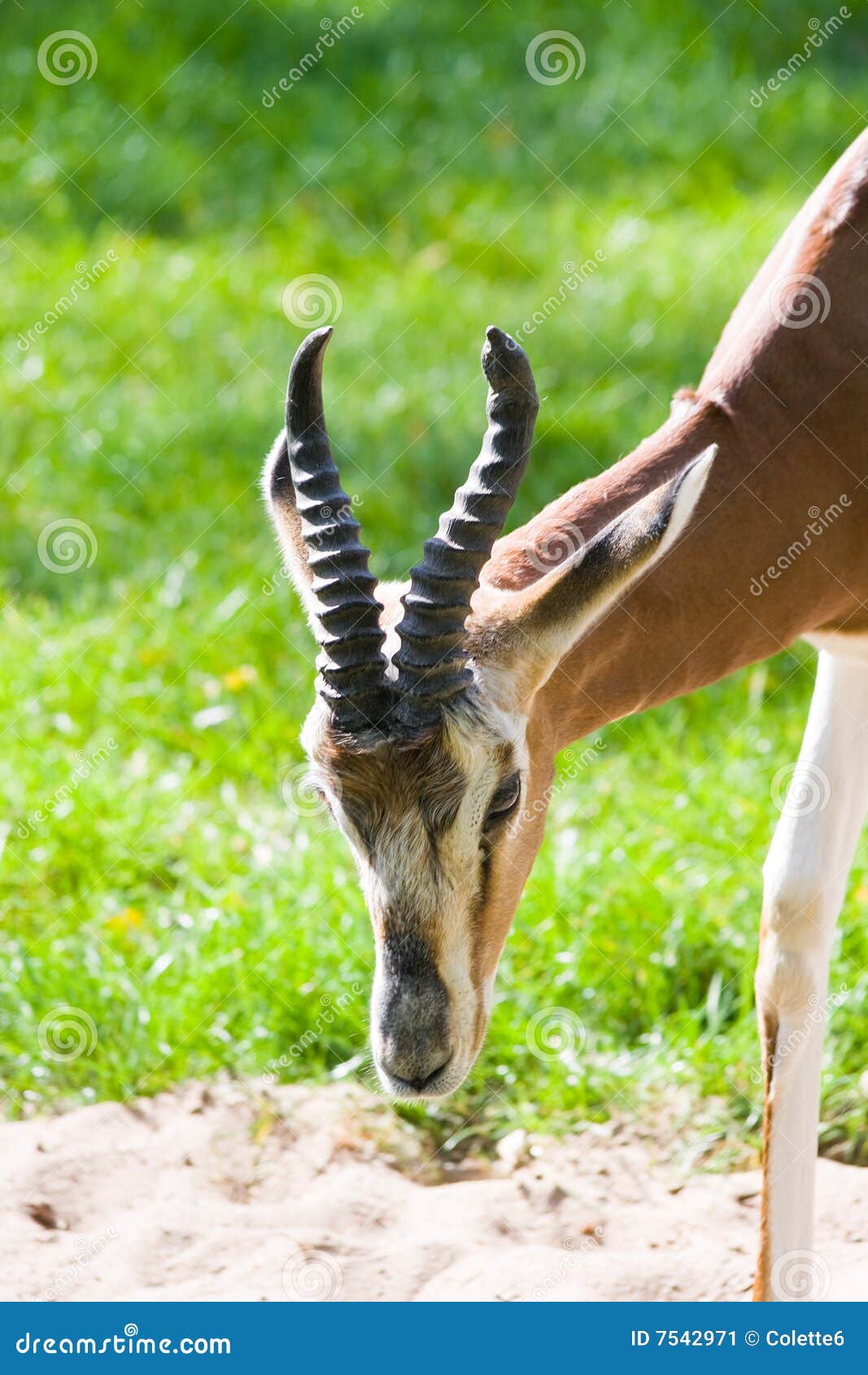 Mhorr Gazella Eating Grass Stock Image | CartoonDealer.com #7542811
