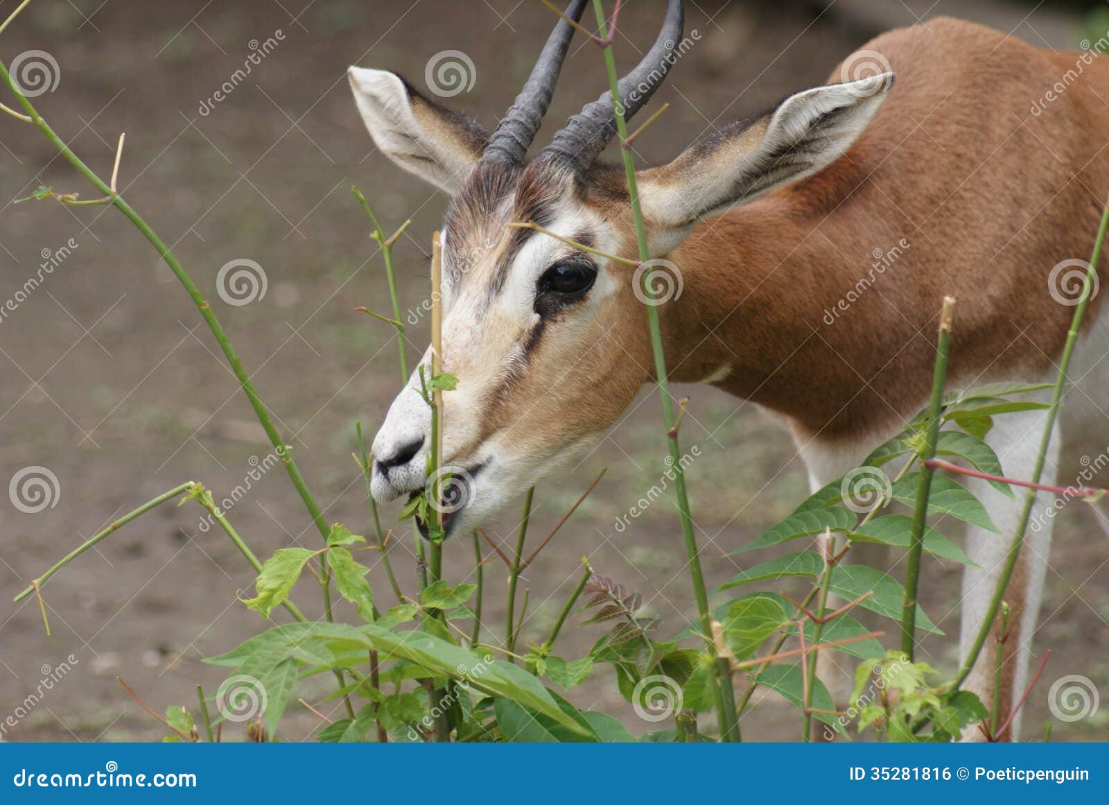 Mhorr Gazelle - Nanger Dama Mhorr Stock Photo - Image of mammal, wild ...