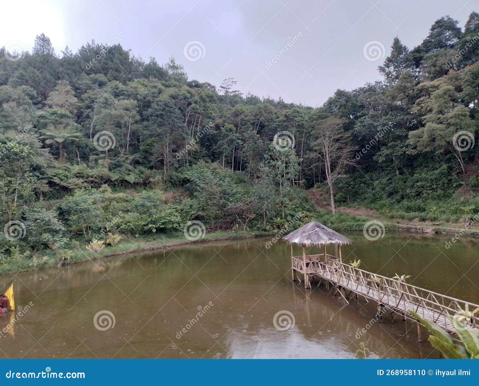 Mi bosque mi indonesia foto de archivo. Imagen de canal - 268958110