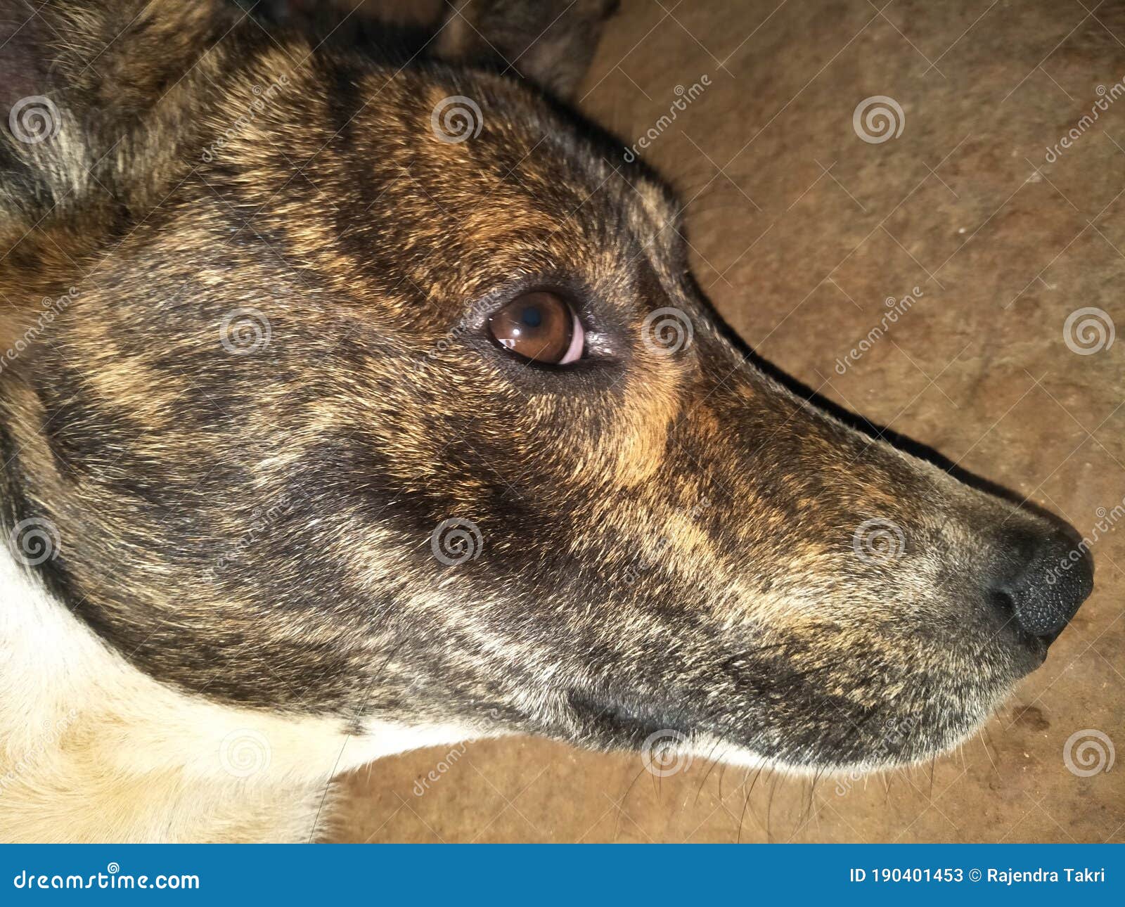 Mi Cara Original De Perro Indio Imagen de archivo - Imagen de hermoso ...