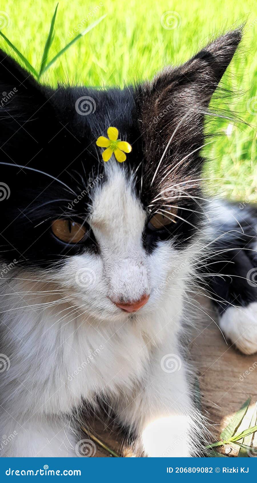 Mi gato con flor foto de archivo. Imagen de nariz, barbas - 206809082