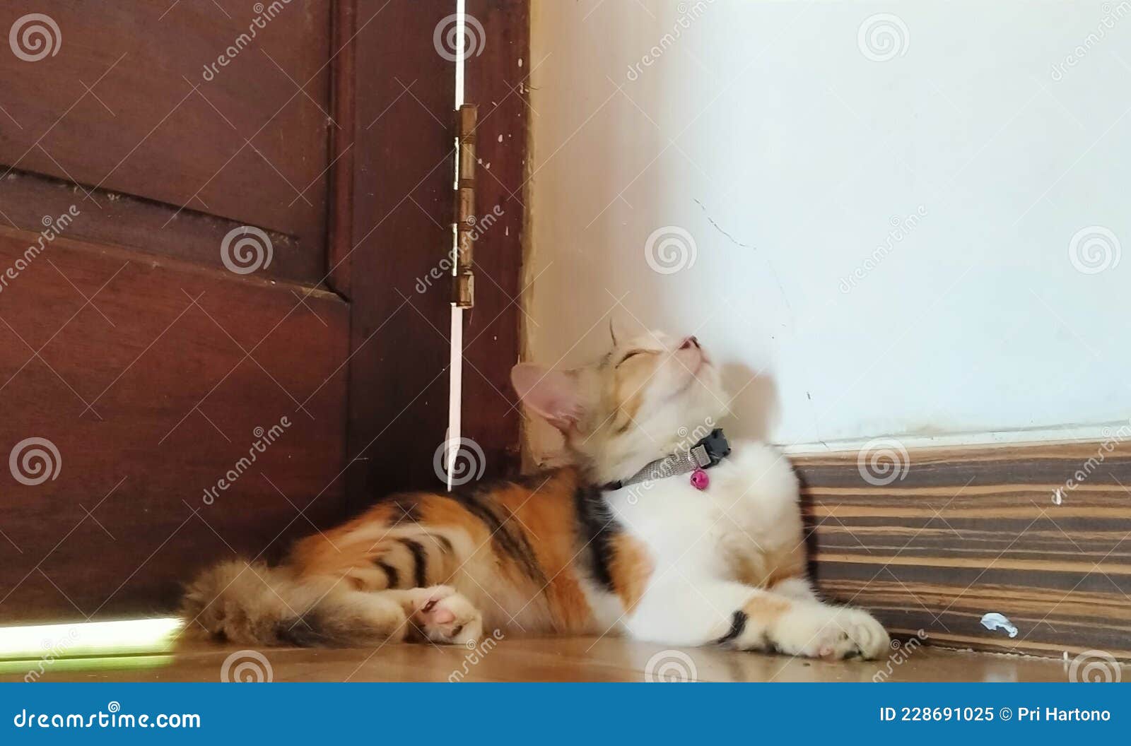 Mi gato es muy lindo imagen de archivo. Imagen de mascota - 228691025