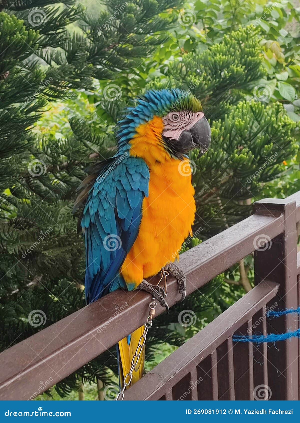 Mi hermoso loro foto de archivo. Imagen de animal, loro - 269081912