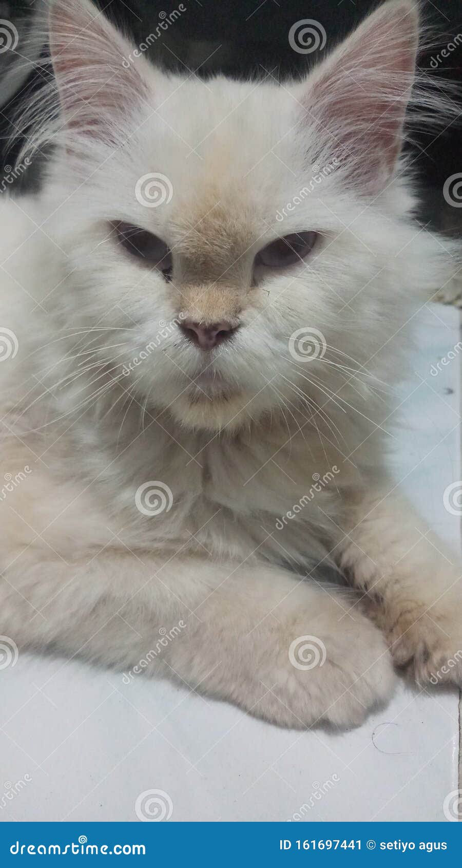 Mi Nombre Es Kitty, El Gato Sabio Imagen de archivo - Imagen de cuentos ...