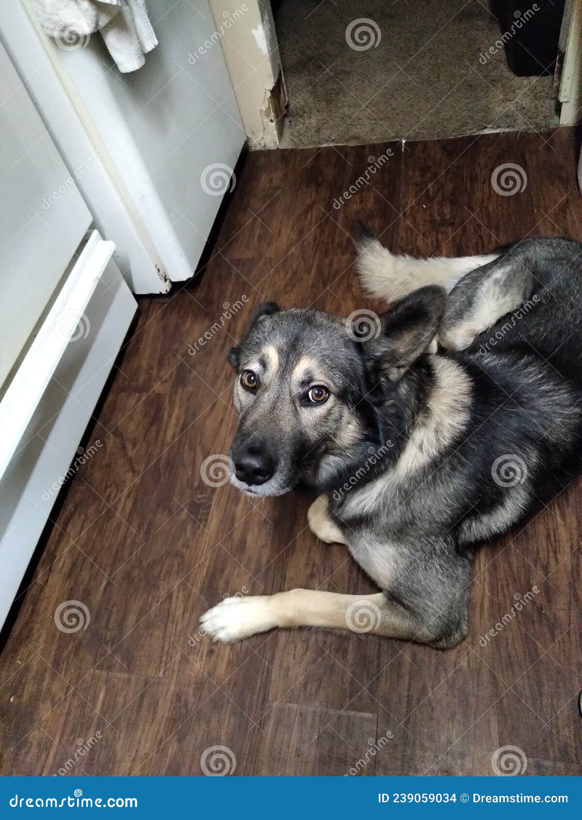 Mi perro otra vez foto de archivo. Imagen de again, fauna - 239059034