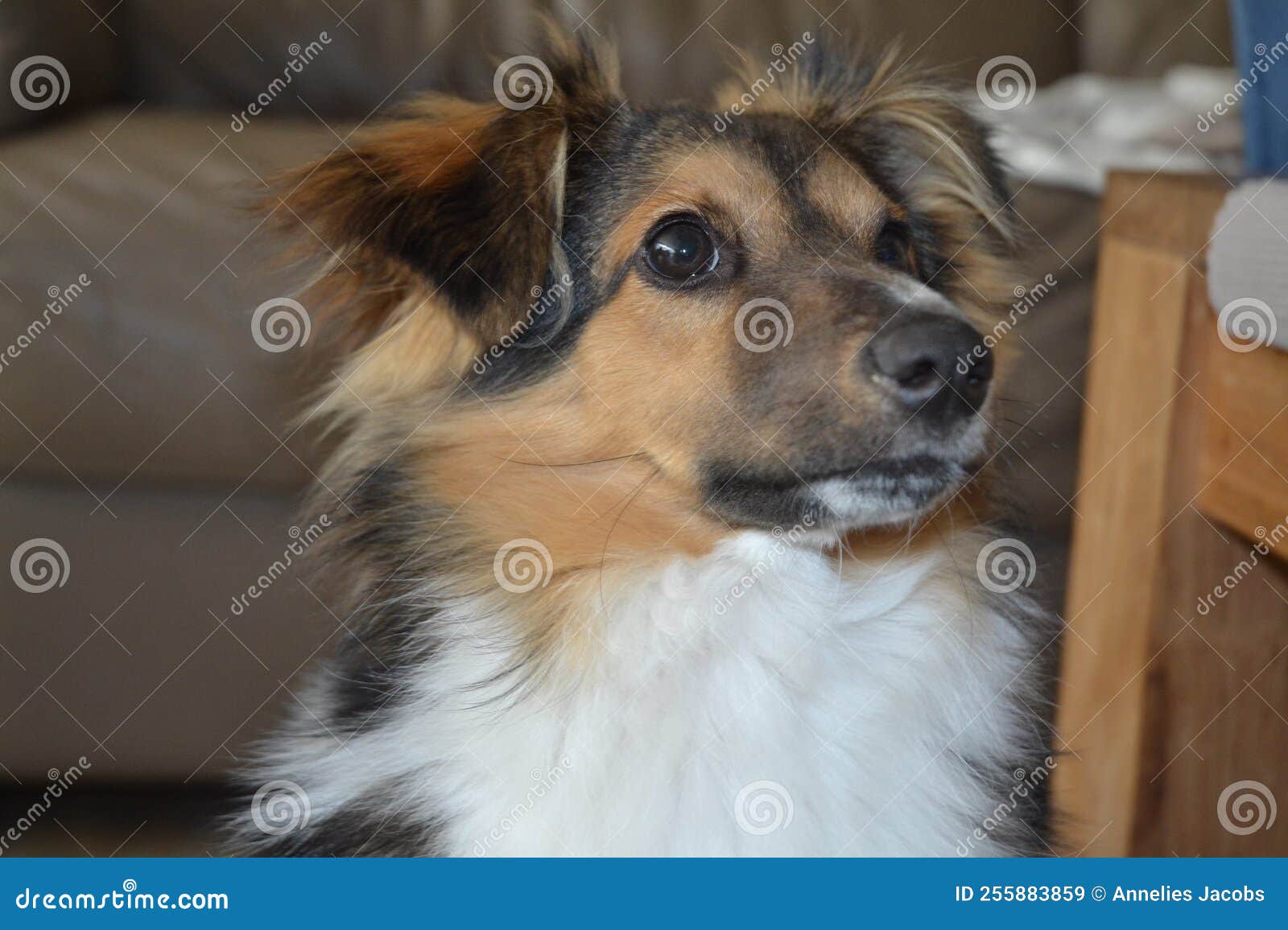 Mi perro ricky imagen de archivo. Imagen de mascotas - 255883859