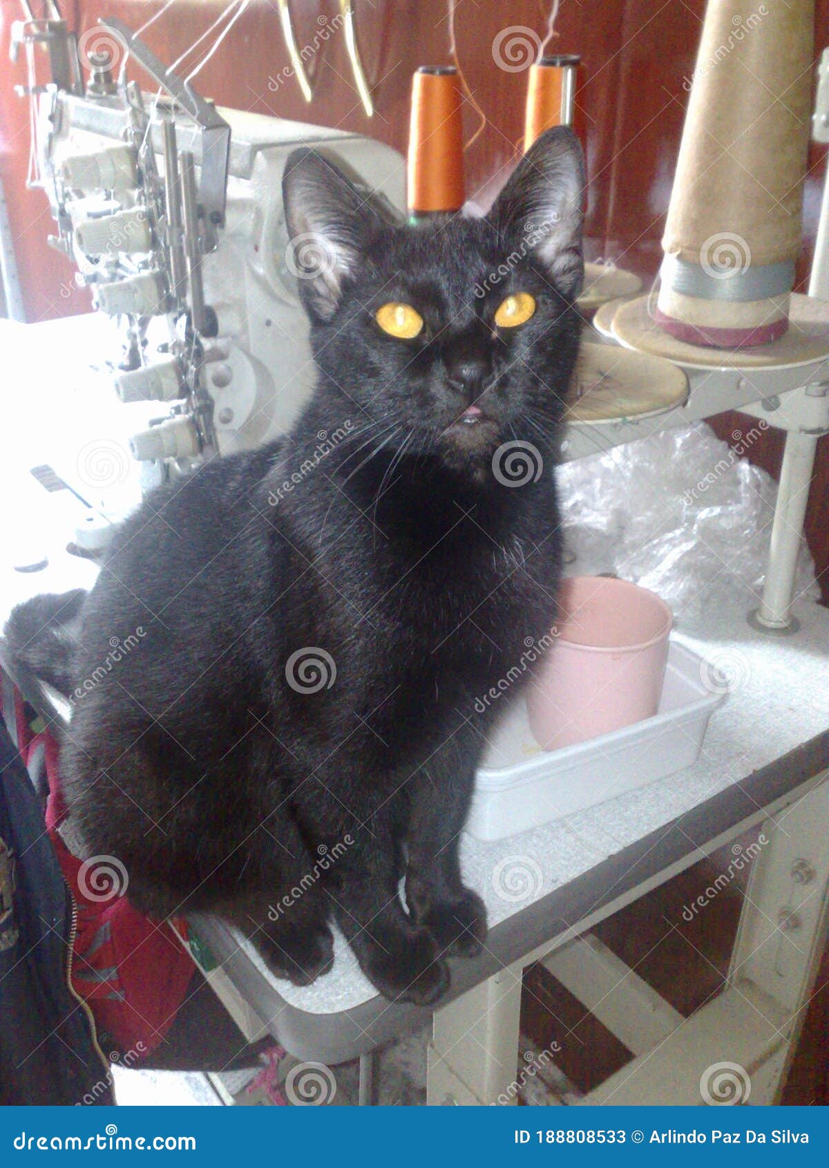 Mia cat today stock image. Image of whiskers, carnivore - 188808533