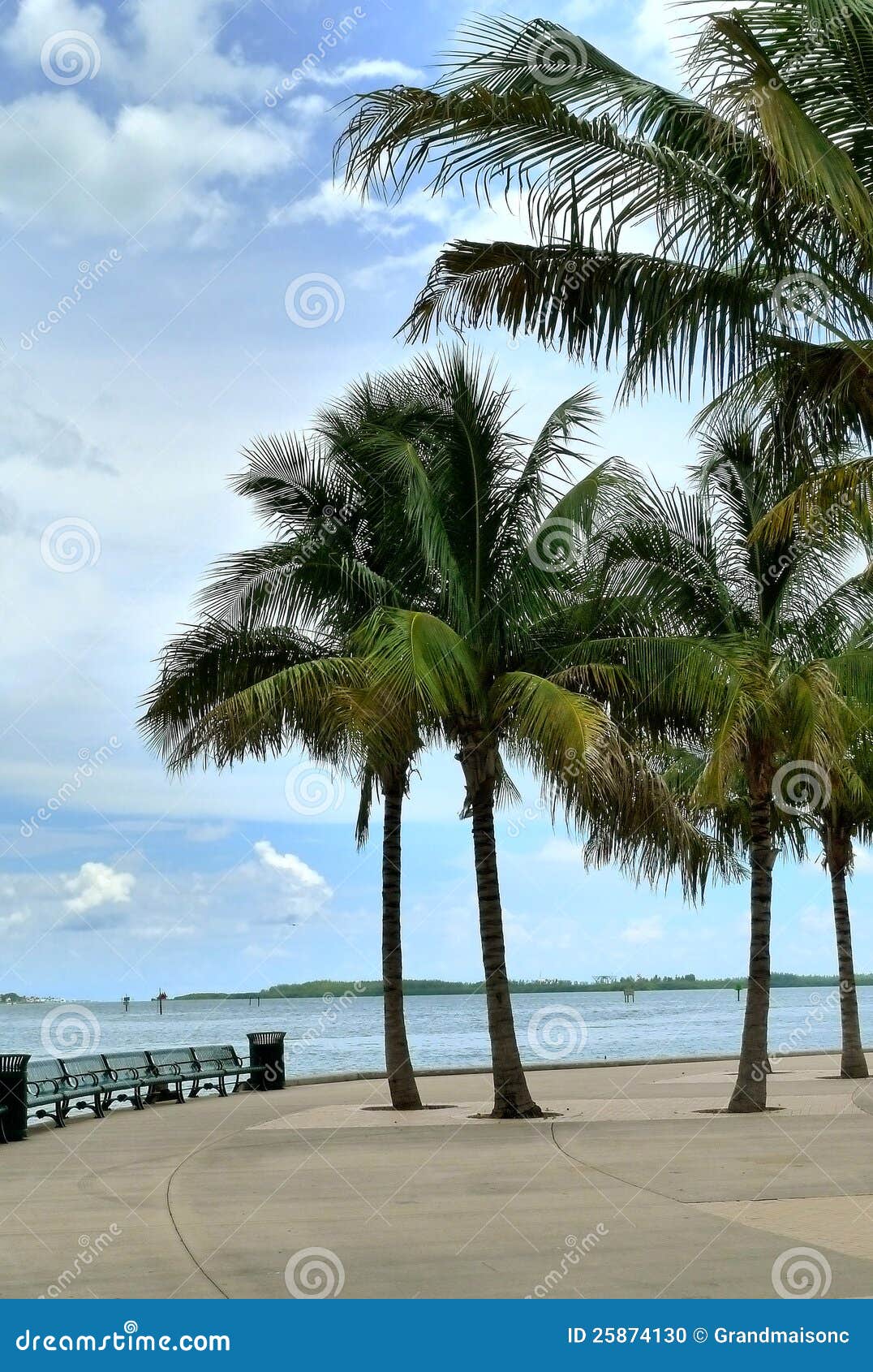 Miami stock photo. Image of trees, water, waterfront - 25874130