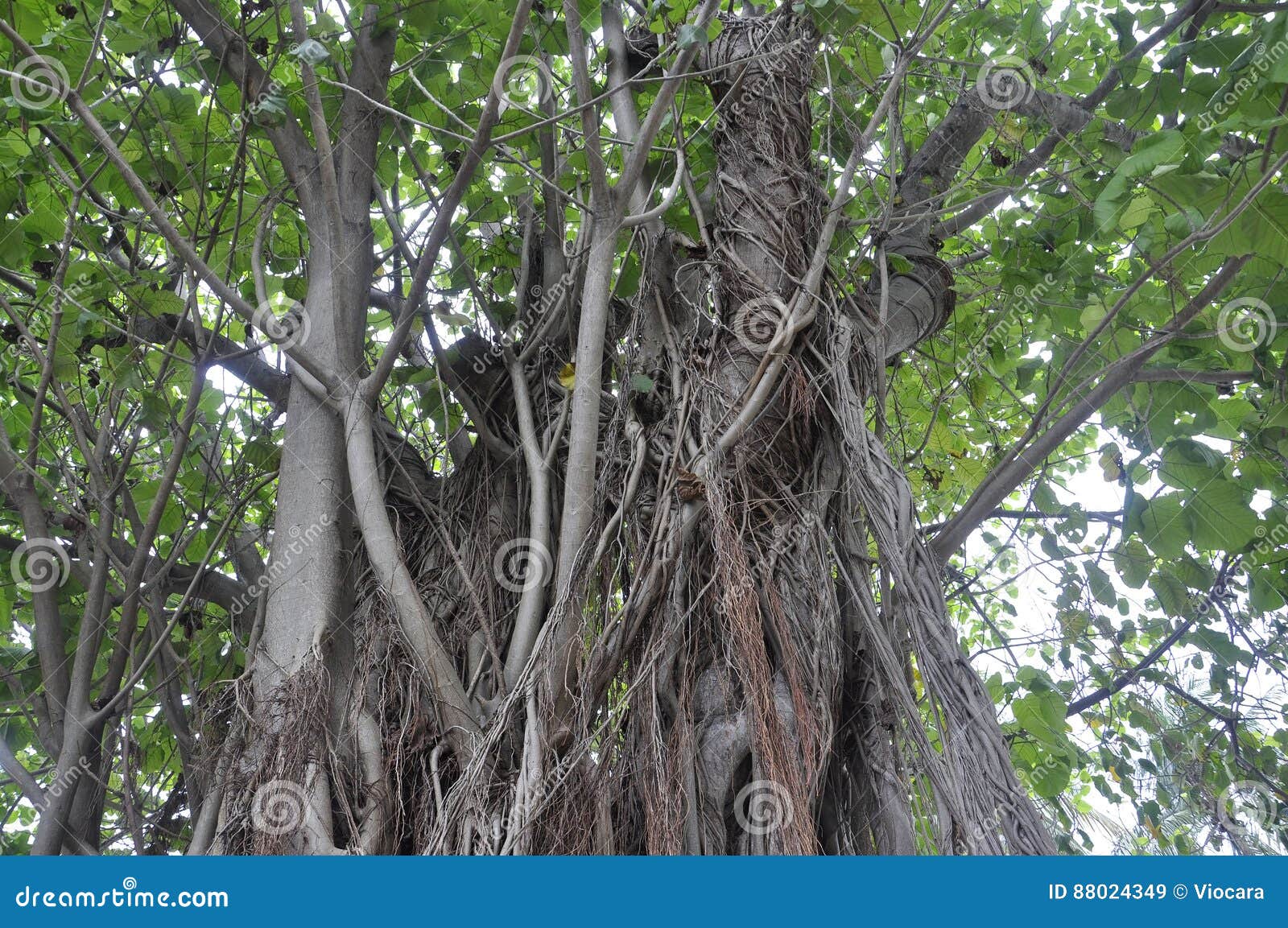 Miami,august 9th:Banyan Tree from Miami in Florida USA Stock Image ...