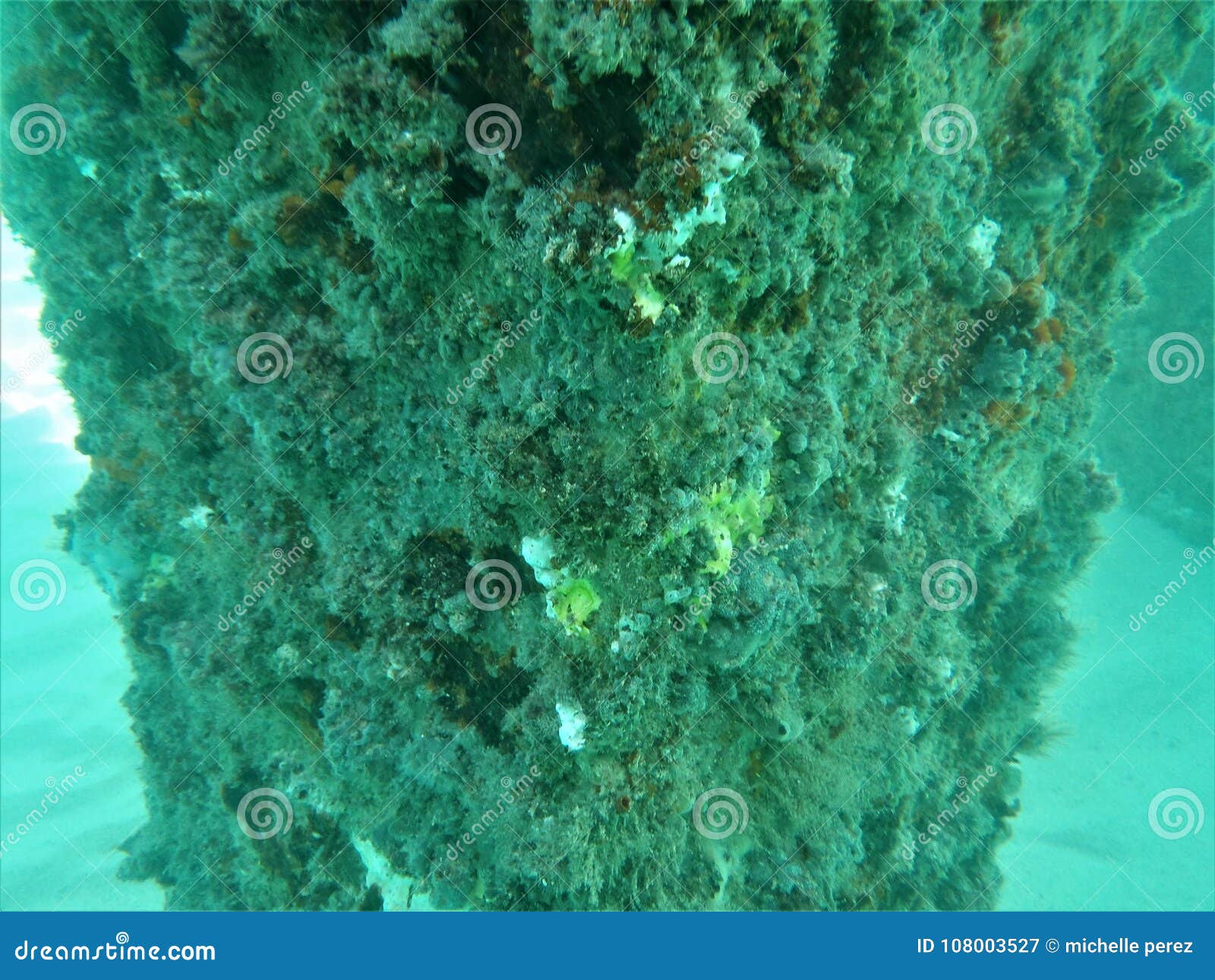 Coral reef barnacle stock image. Image of barnacle, beach - 108003527