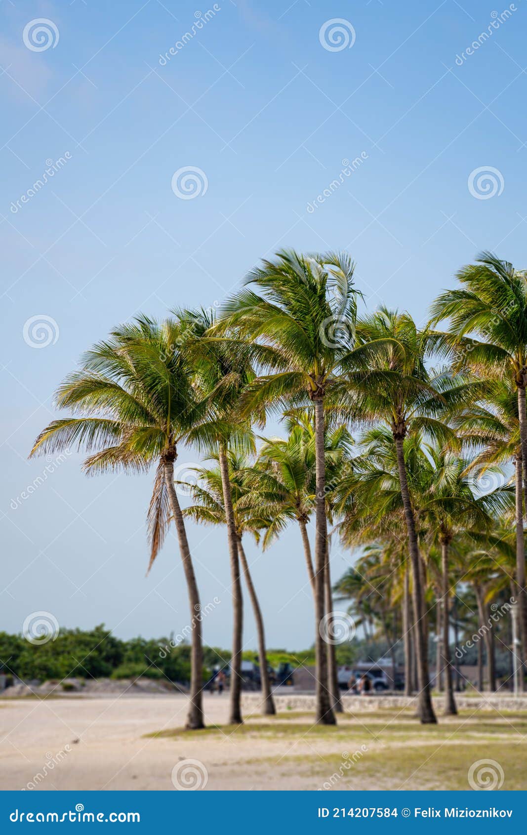 Miami Beach Palm Trees Tilt Shift Effect Stock Photo - Image of palm ...