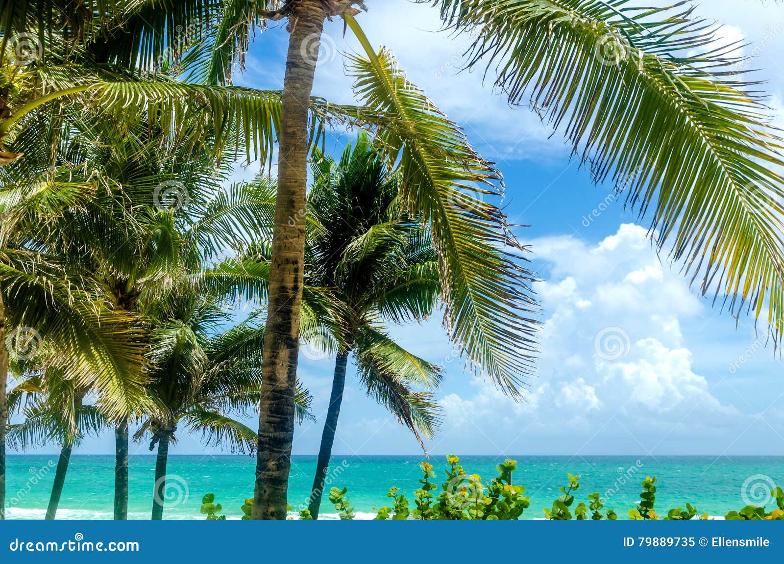 Miami Beach Palms stock image. Image of paradise, palm - 79889735